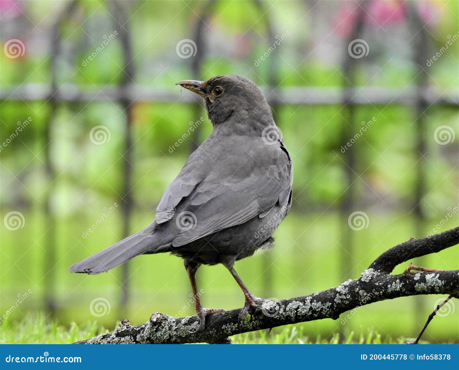 Dull Picture of a Bird Dwelling on a Tree Stock Photo - Image of dull ...