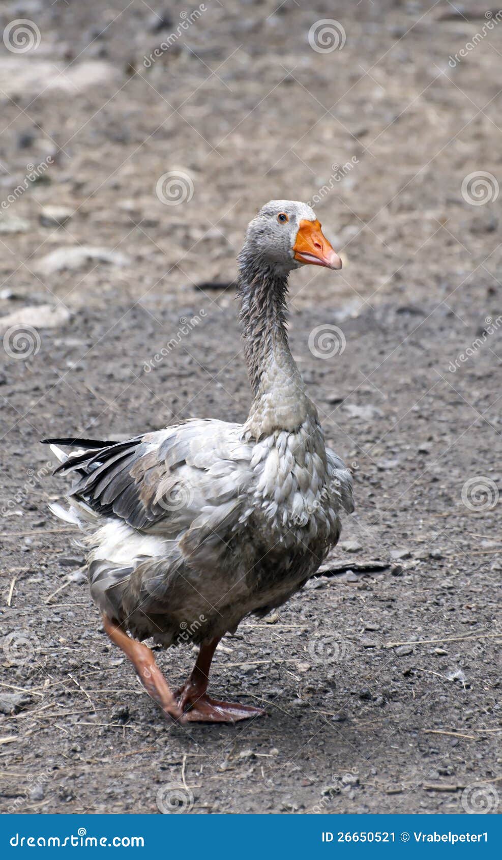 Image of gray goose stock image. Image of claws, head - 26650521