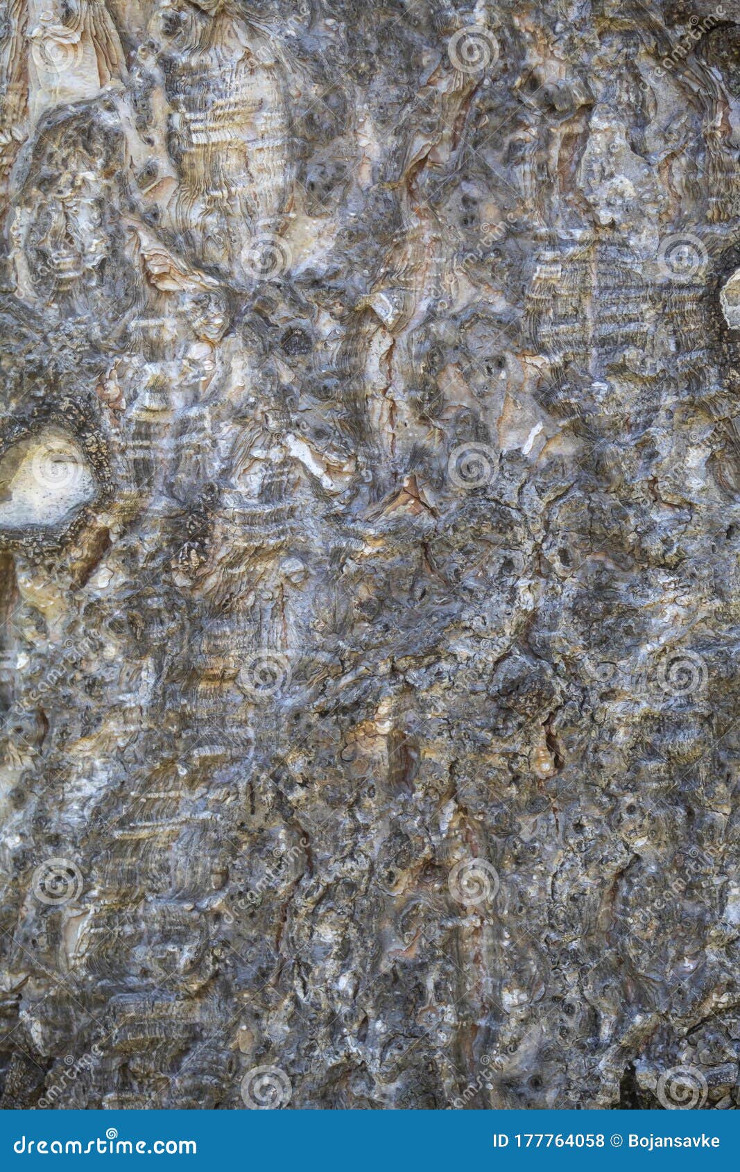 Grayish Tree Bark Texture Close Up Stock Photo - Image of grey, texture ...