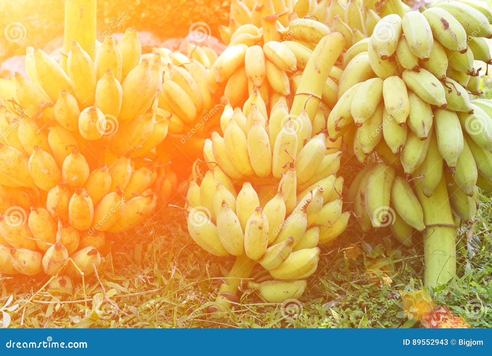 Image of Green Bananas Group Stock Image - Image of branch, background ...
