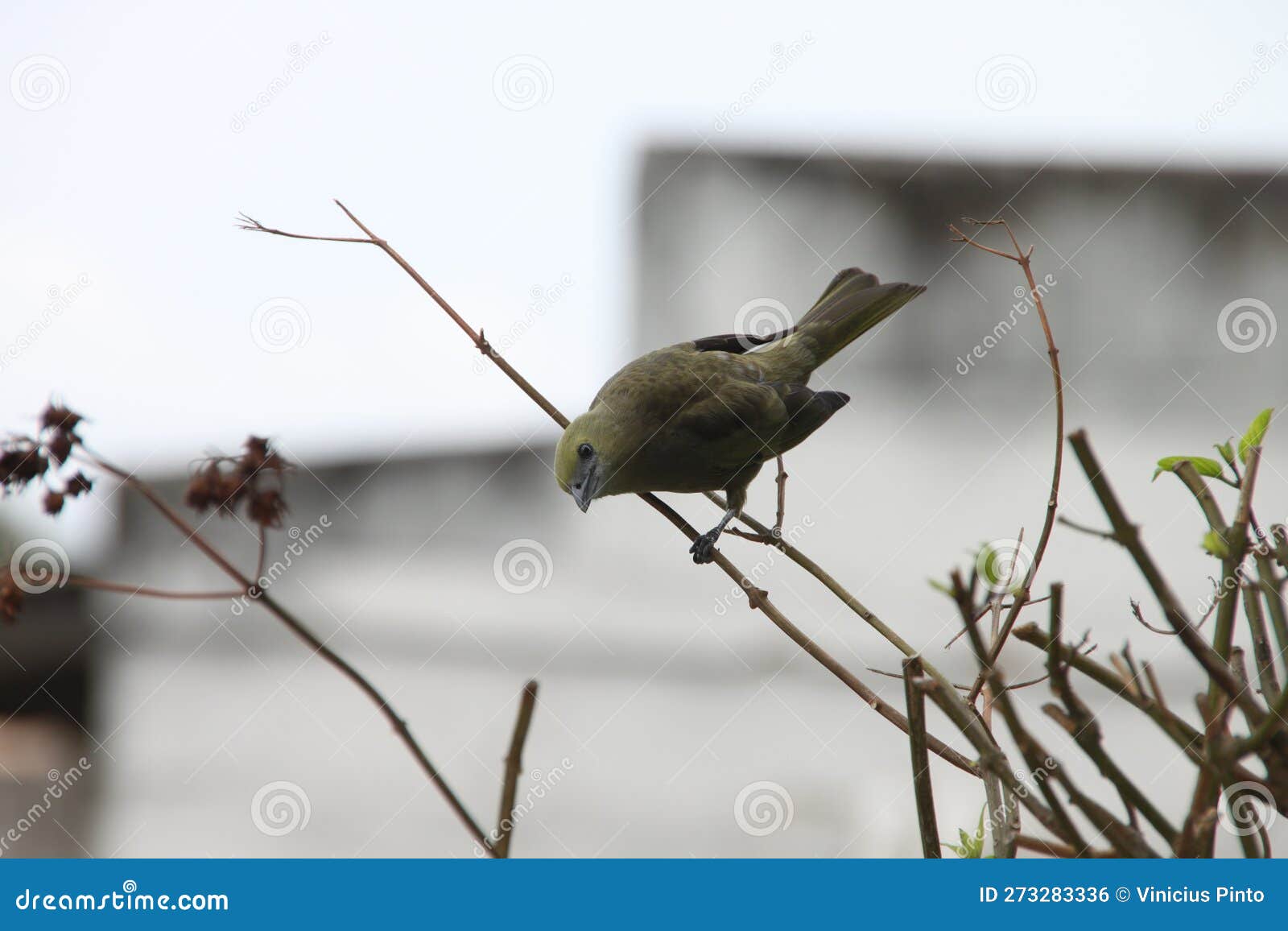 Image of Green Bird Perched with Suspicious Look Stock Photo - Image of ...