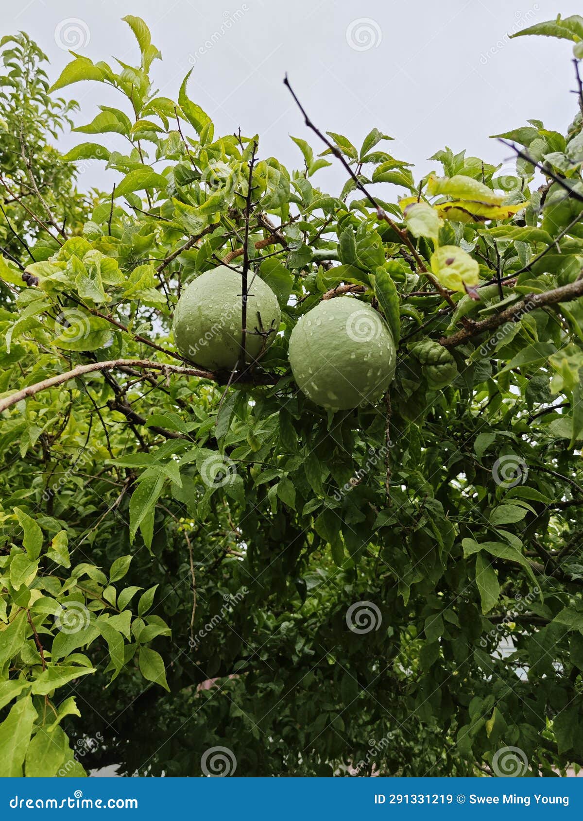 Green Calabash Fruits Hanging on the Branch of the Tree Stock Image ...