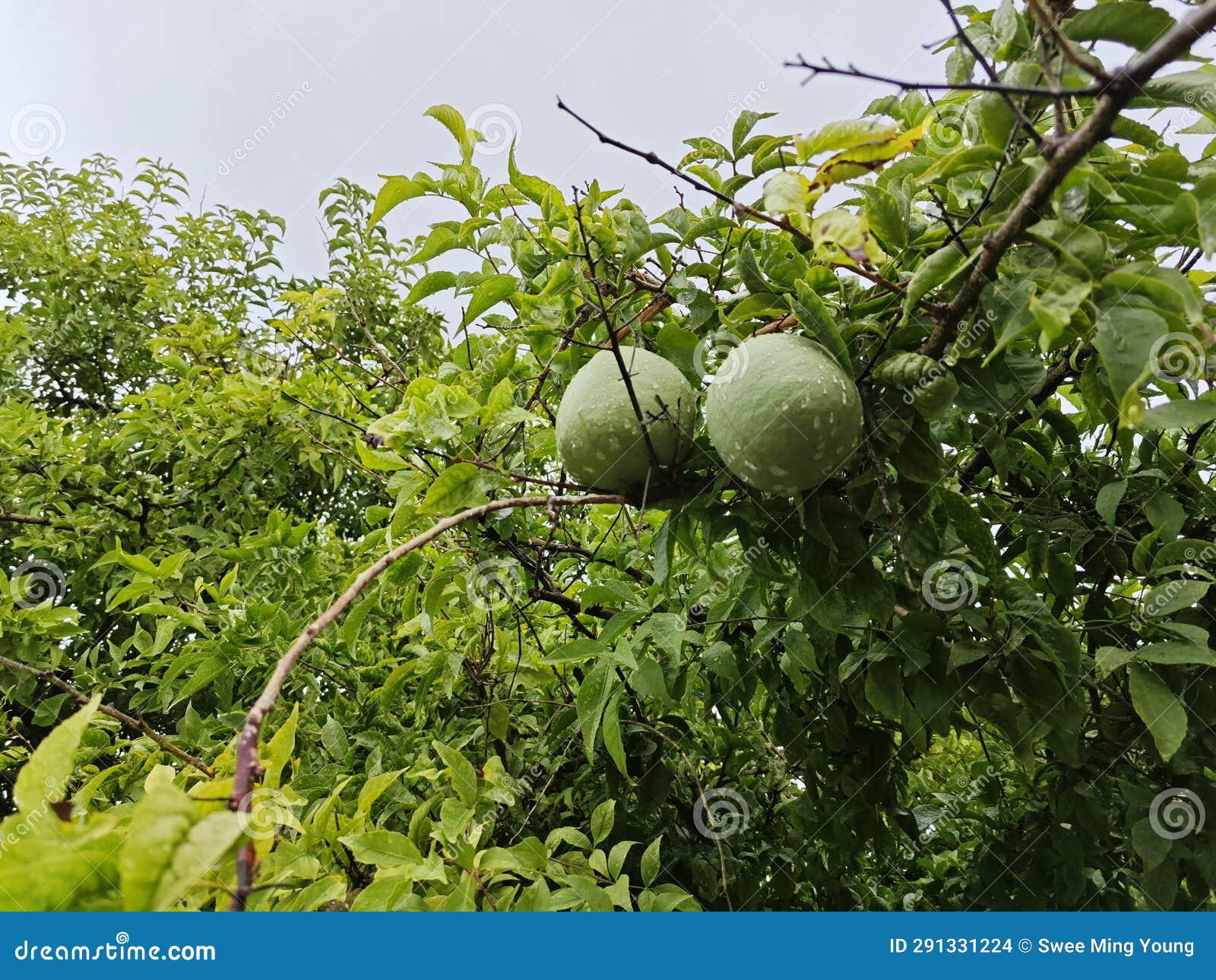 Green Calabash Fruits Hanging on the Branch of the Tree Stock Photo ...
