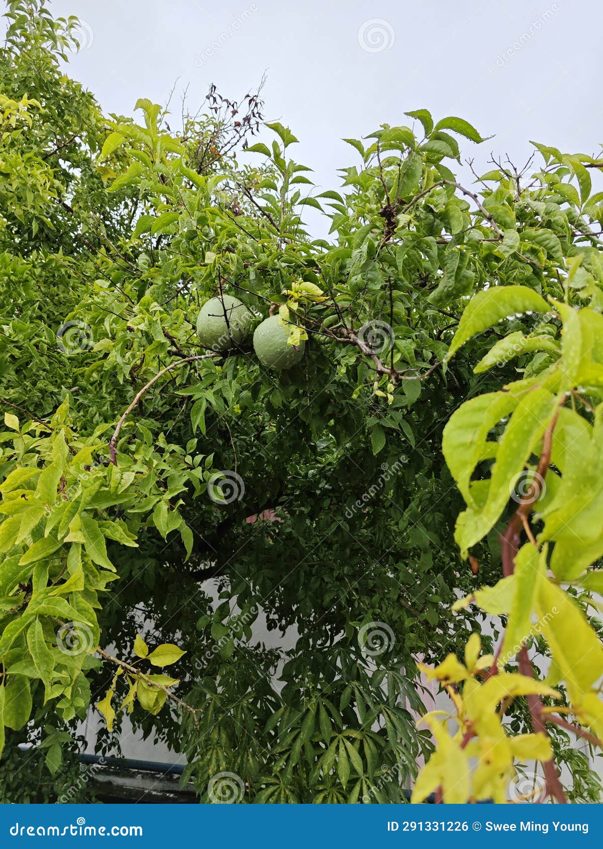 Green Calabash Fruits Hanging on the Branch of the Tree Stock Photo ...