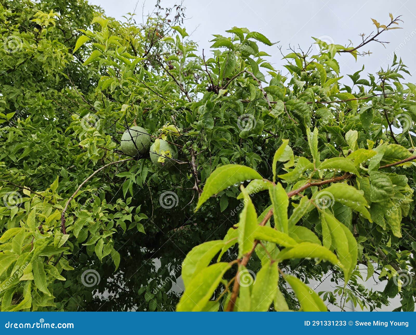 Green Calabash Fruits Hanging on the Branch of the Tree Stock Image ...