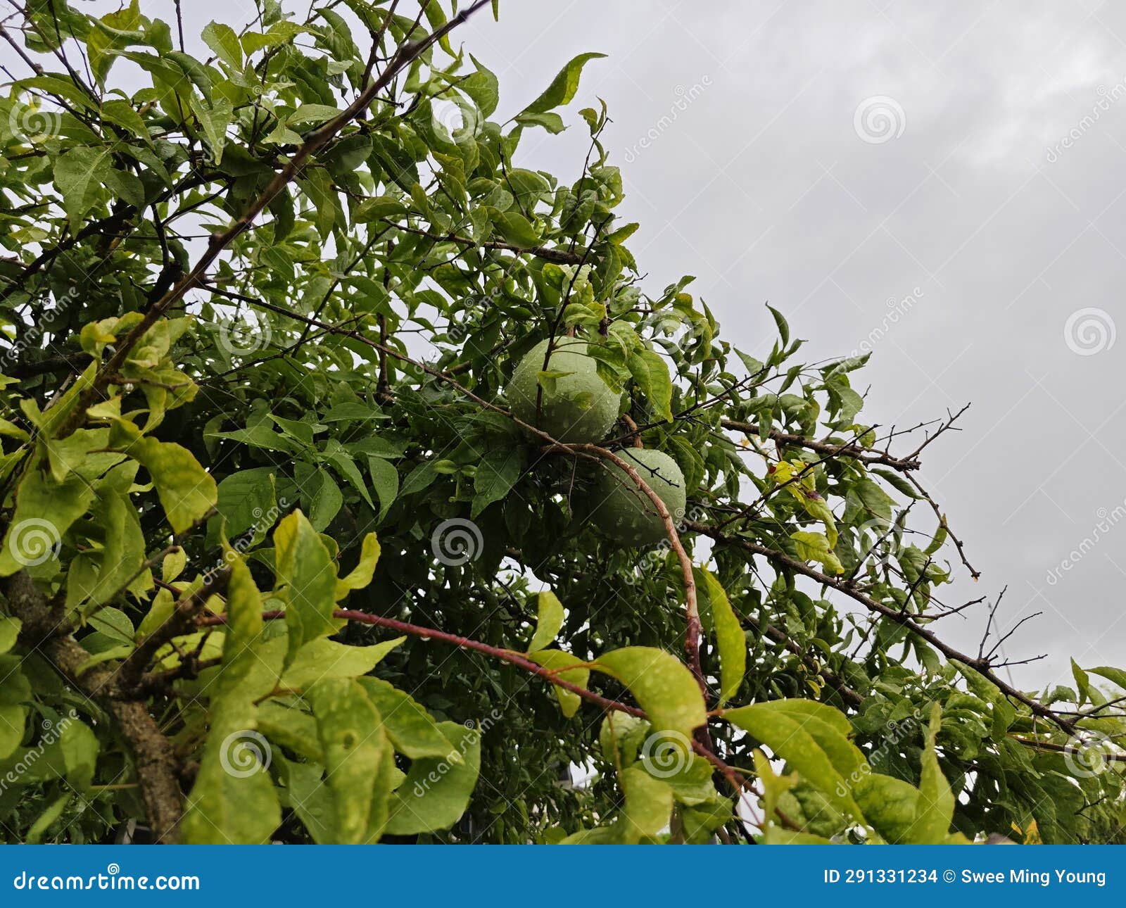 Green Calabash Fruits Hanging on the Branch of the Tree Stock Photo ...