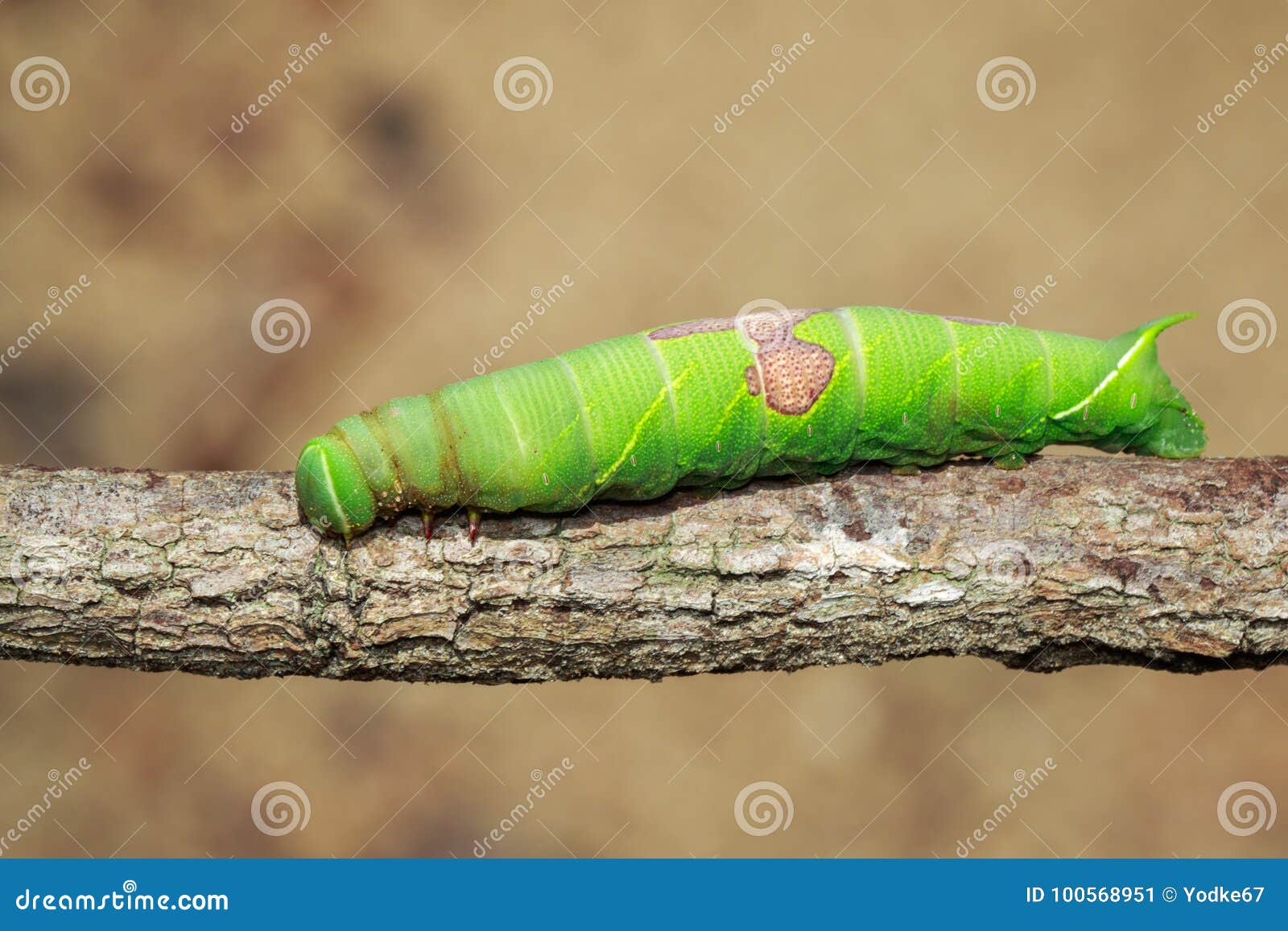 Image of Green Caterpillar on a Branch. Insect Stock Image - Image of ...