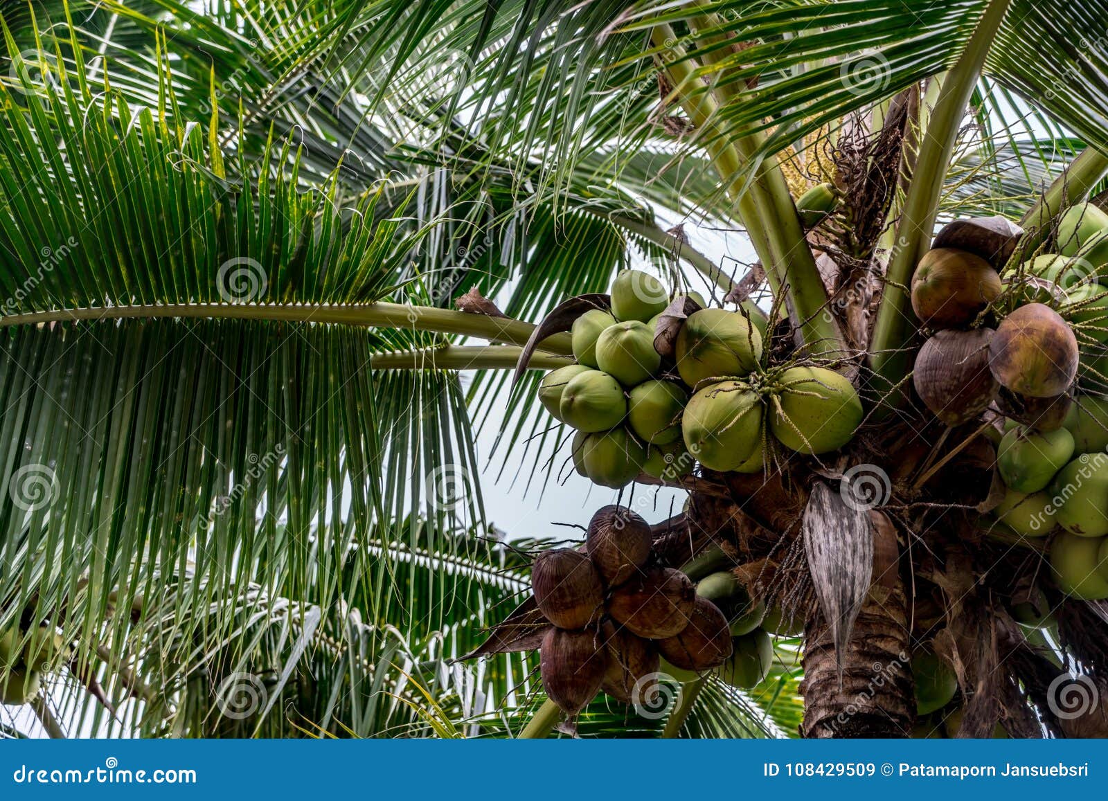 Green Coconut trees stock image. Image of rural, asia - 108429509