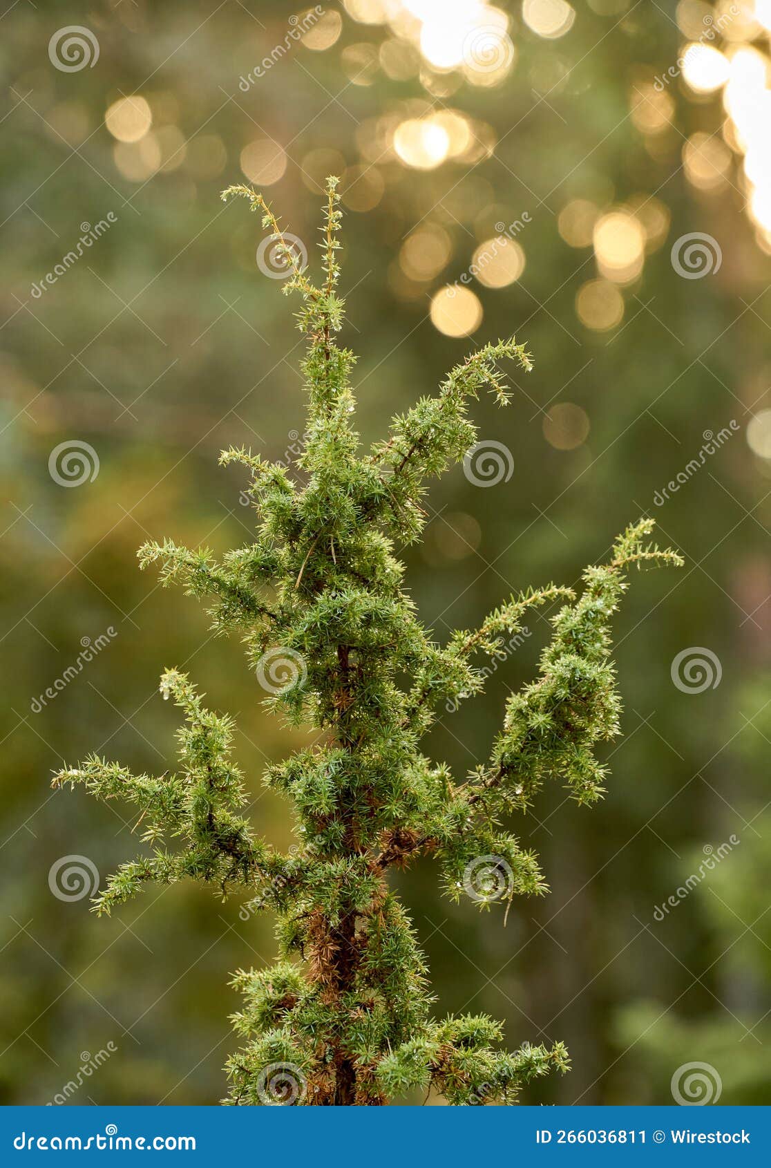 Image of a Green Common Juniper Plant with a Blurred Background Full of ...