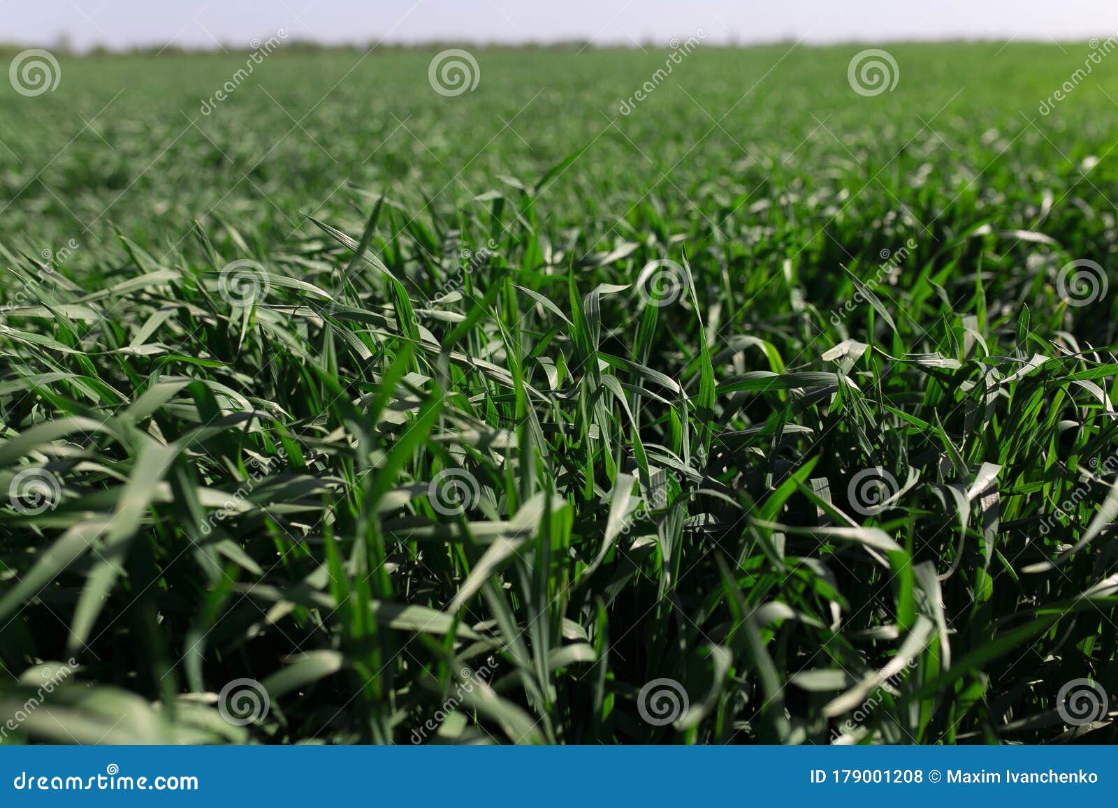 Image of green grass field stock photo. Image of textured - 179001208