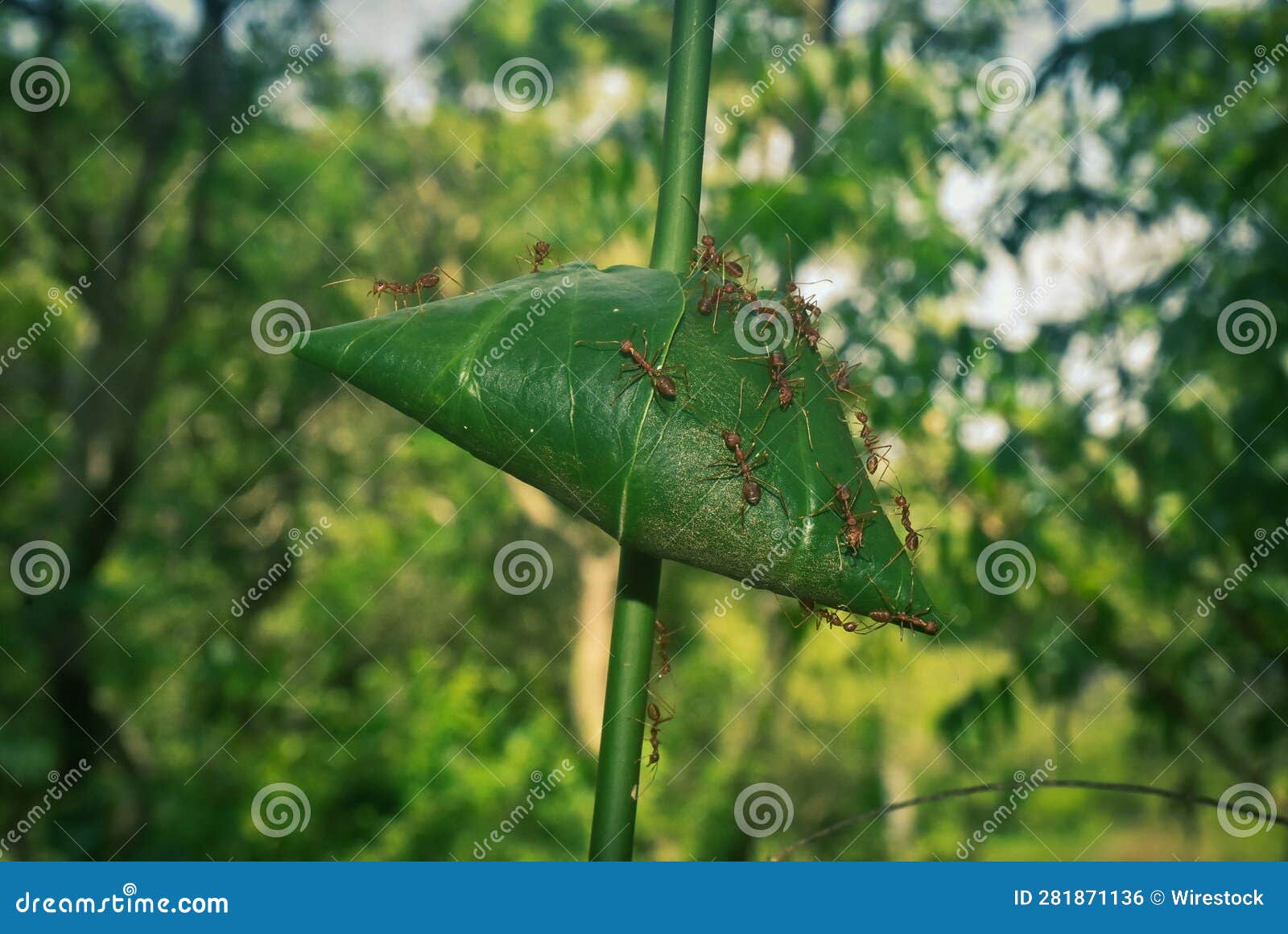 Image of a Green Leaf Crawling with Ants, with Tall Trees in the ...
