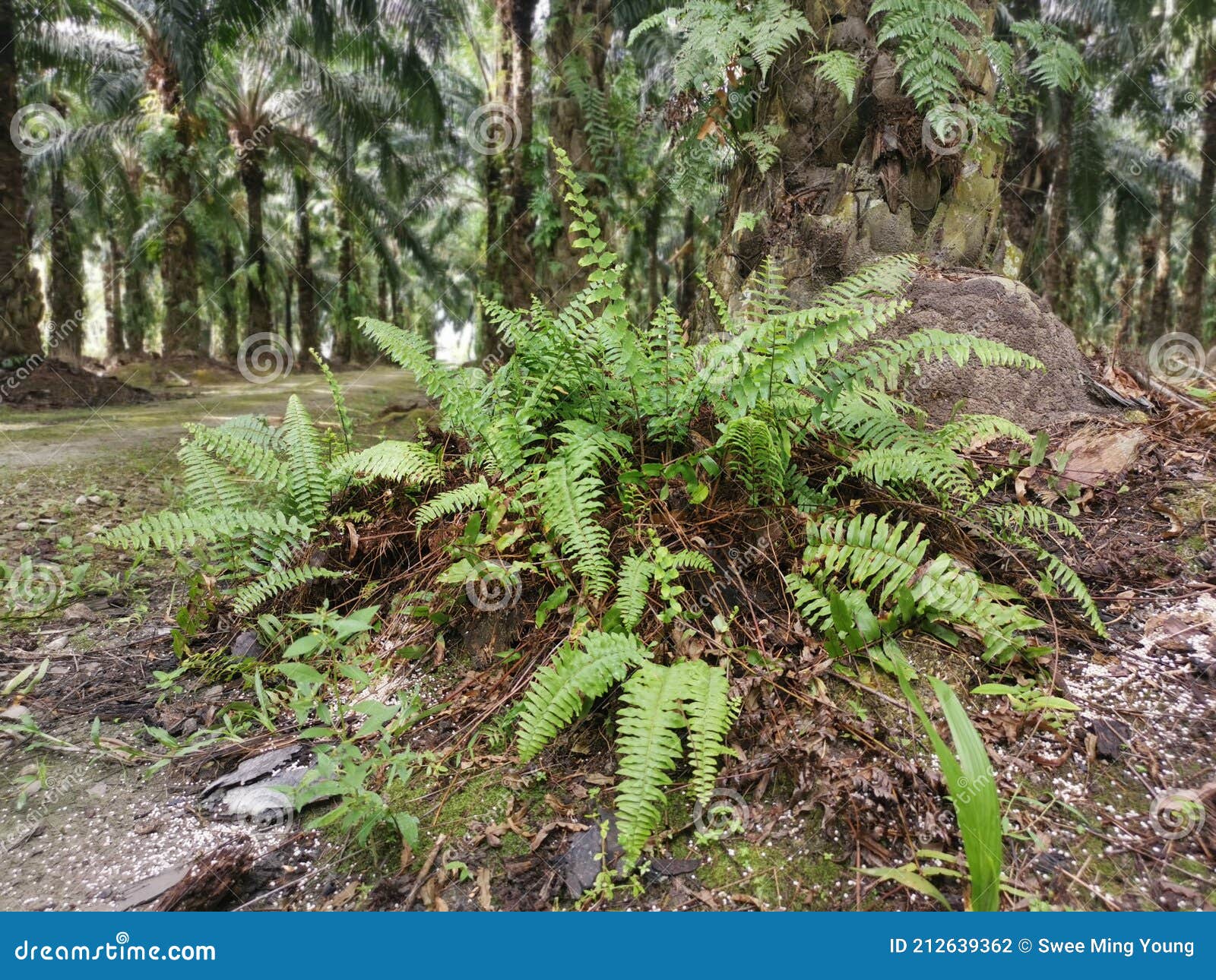 Green Leafy Brittle Bladder Fern Stock Photo - Image of brittle ...