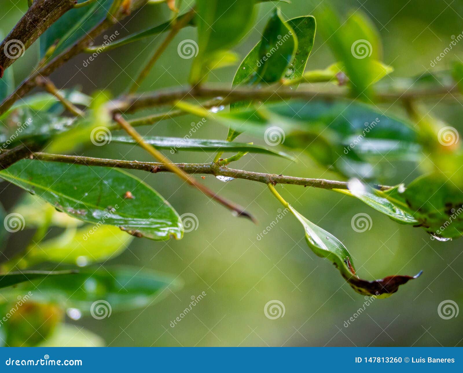Green Leaves of a Tree with Drops of Dew Stock Photo - Image of ...