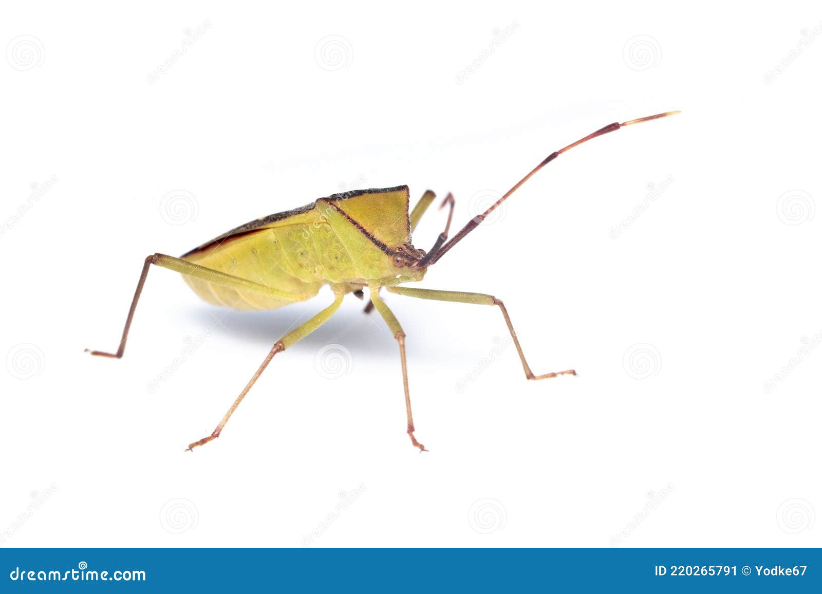 Image of Green Legume Pod BugHemiptera on White Background. Insect ...