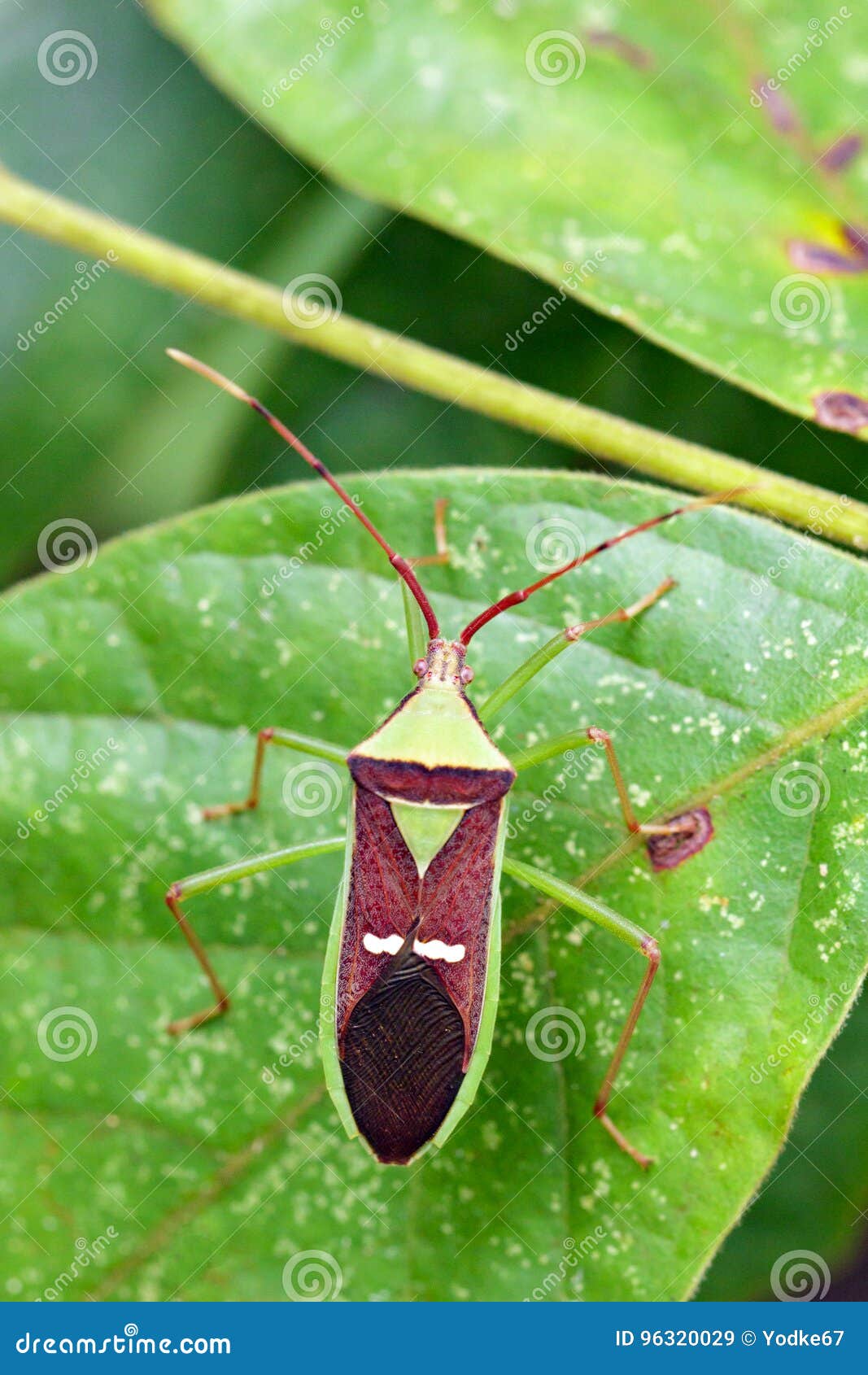 Image of Green Legume Pod BugHemiptera Stock Image - Image of ...
