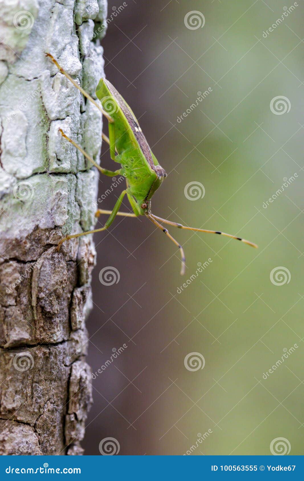 Image of Green Legume Pod BugHemiptera on Tree. Insect Stock Image ...