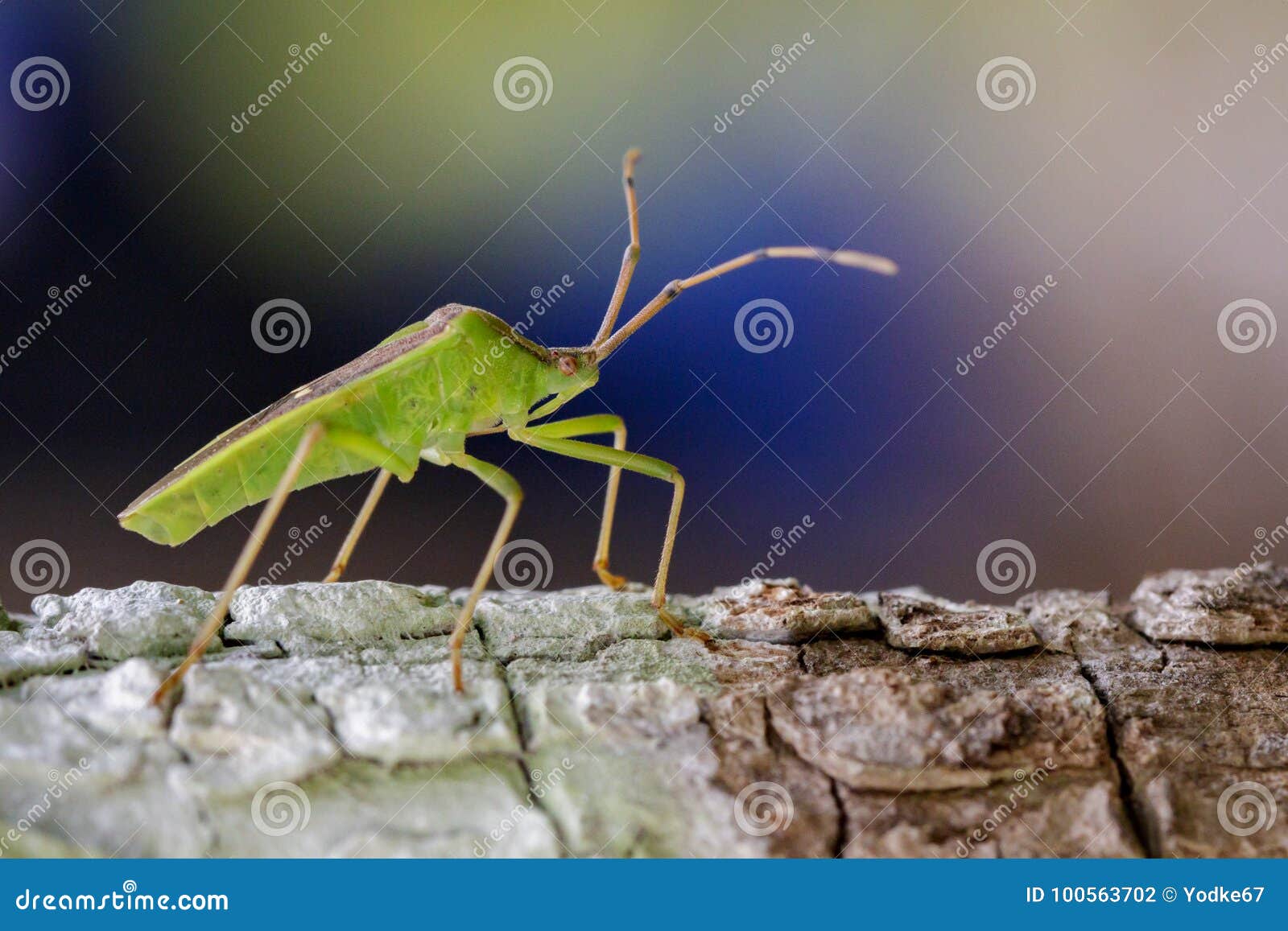 Image of Green Legume Pod BugHemiptera on Tree. Insect Stock Photo ...