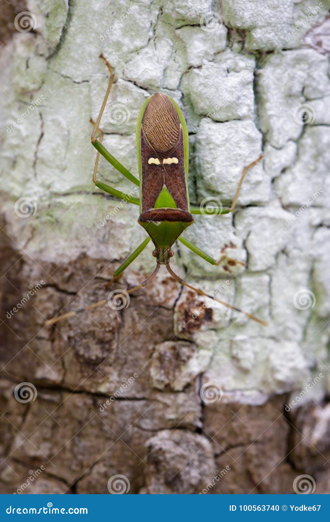 Image of Green Legume Pod BugHemiptera on Tree. Insect Stock Photo ...