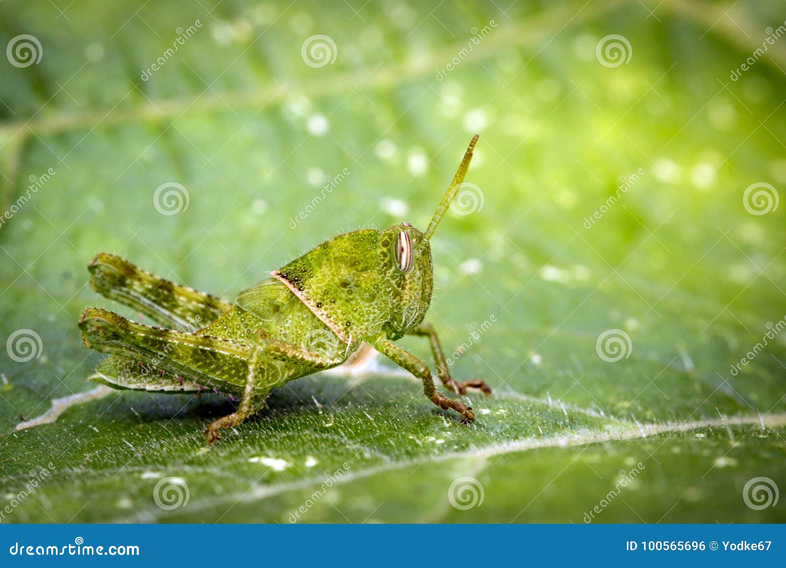 Image Of Green Little Grasshopper On A Green Leaf. Stock Photography ...