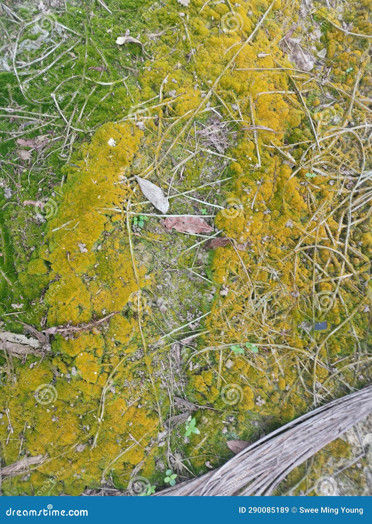 Green Mossy and Algae Growing on the Soil Surface. Stock Image - Image ...
