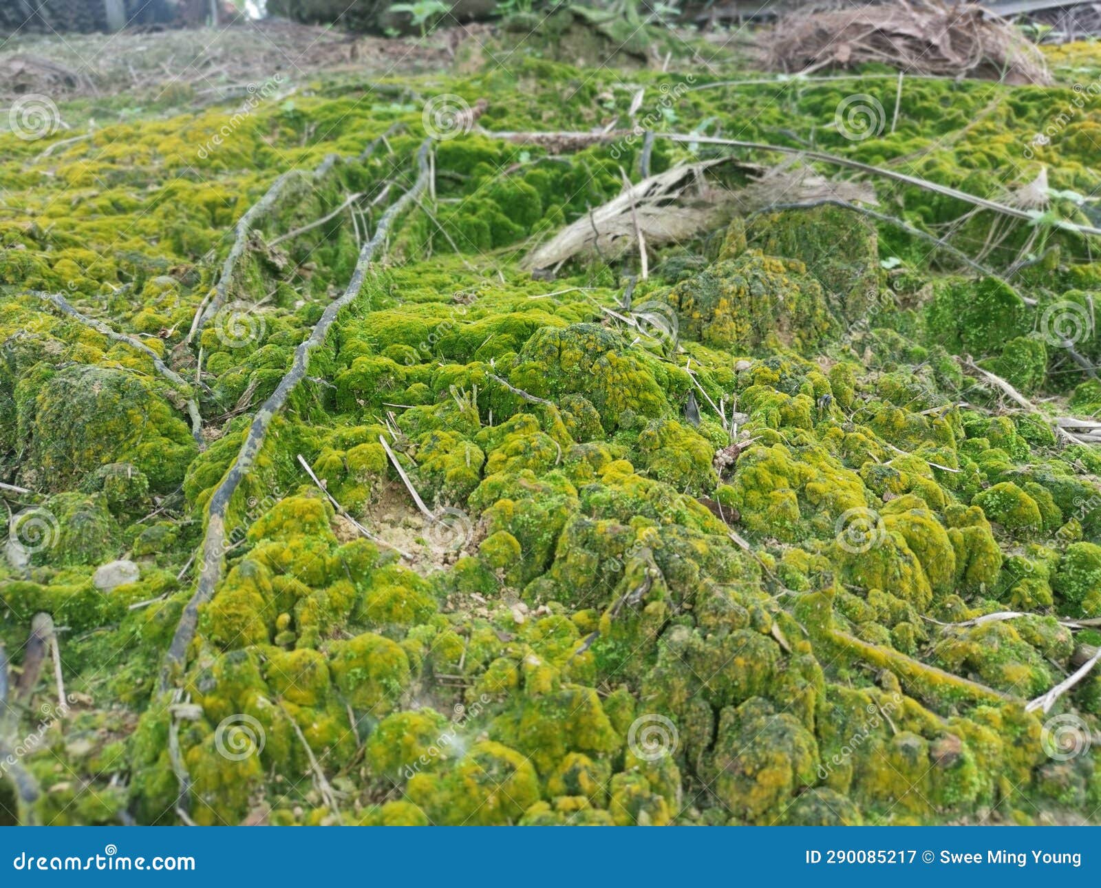 Green Mossy and Algae Growing on the Soil Surface. Stock Image - Image ...