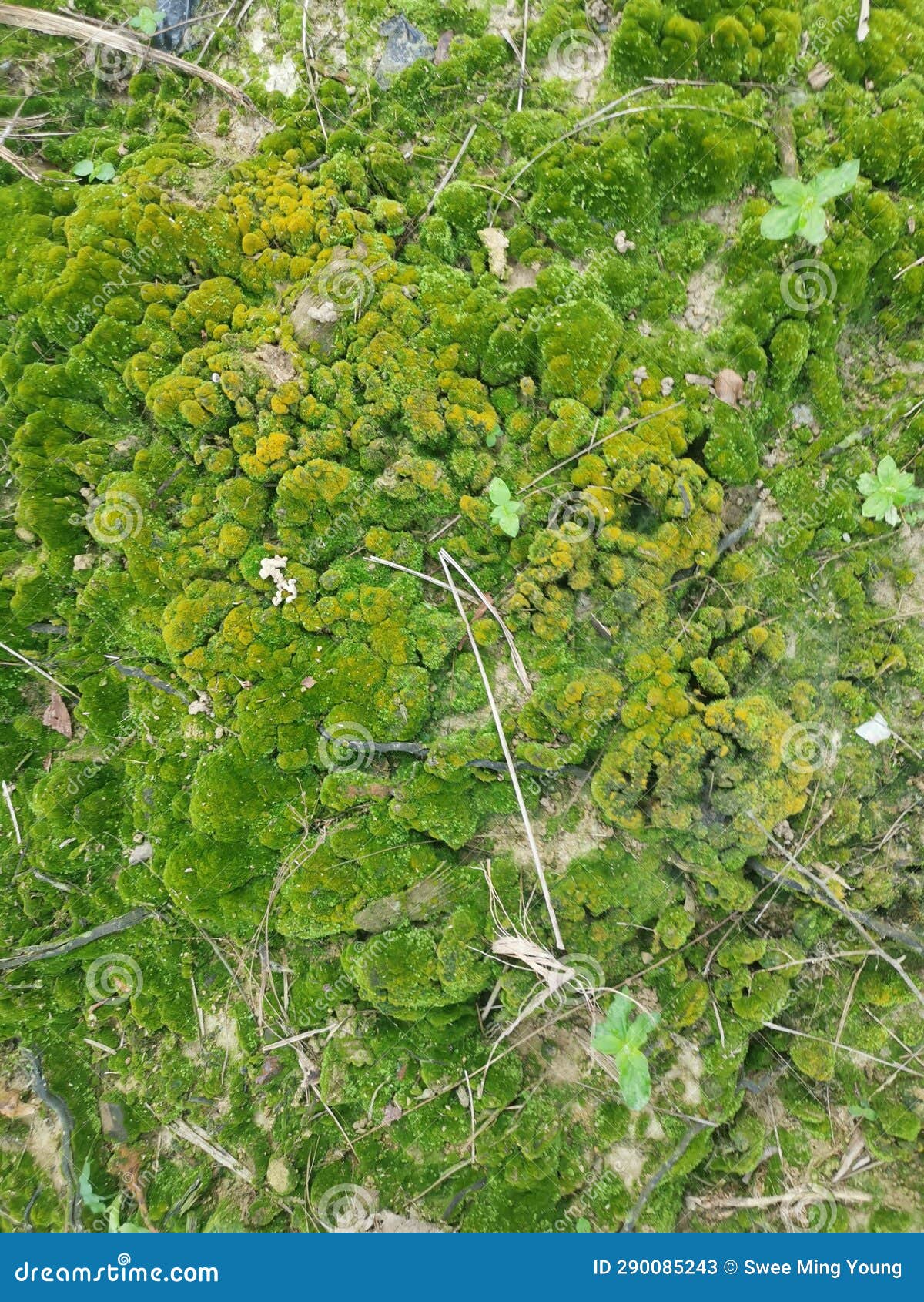 Green Mossy and Algae Growing on the Soil Surface. Stock Image - Image ...