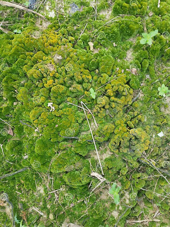 Green Mossy and Algae Growing on the Soil Surface. Stock Image - Image ...