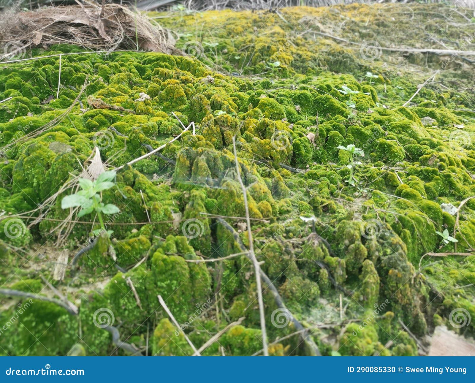 Green Mossy and Algae Growing on the Soil Surface. Stock Photo - Image ...
