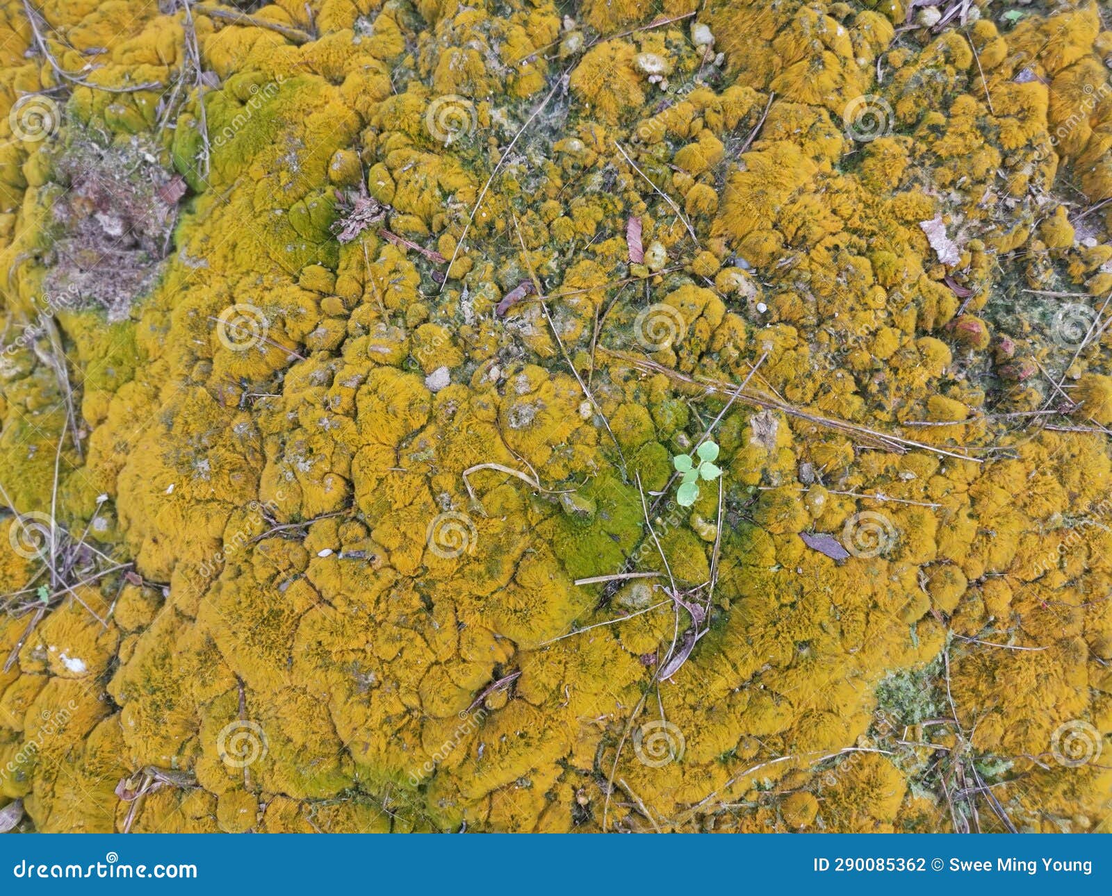 Green Mossy and Algae Growing on the Soil Surface. Stock Photo - Image ...