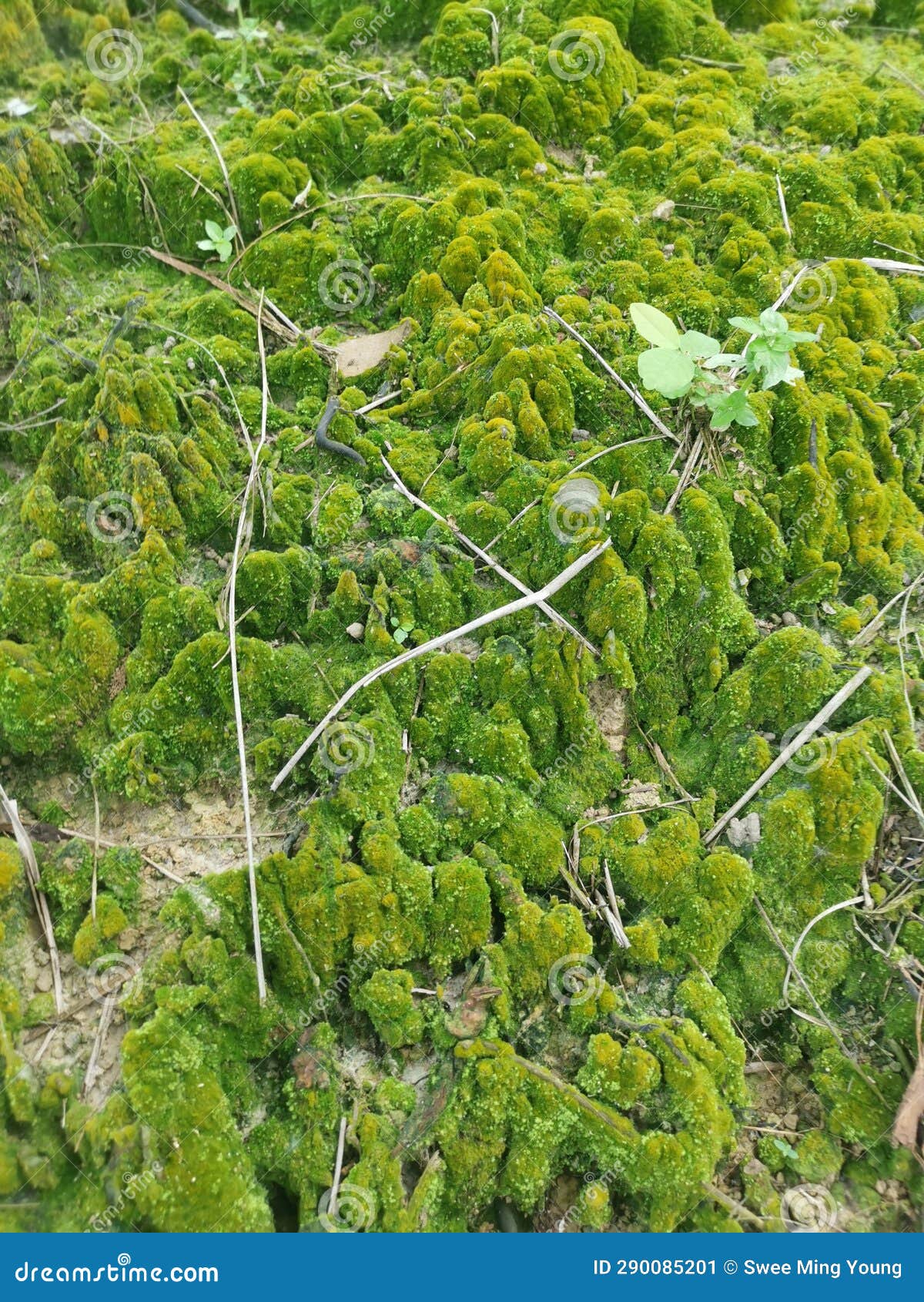 Green Mossy and Algae Growing on the Soil Surface. Stock Image - Image ...