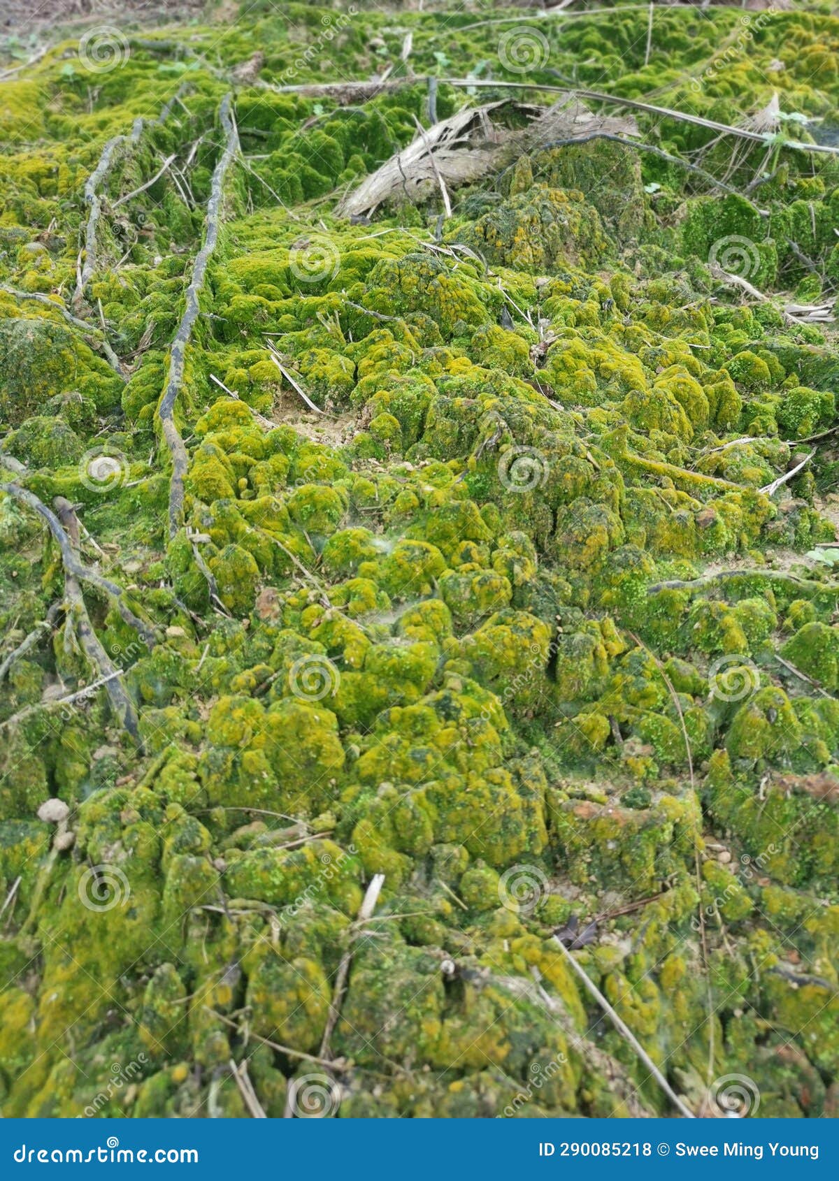 Green Mossy and Algae Growing on the Soil Surface. Stock Photo - Image ...