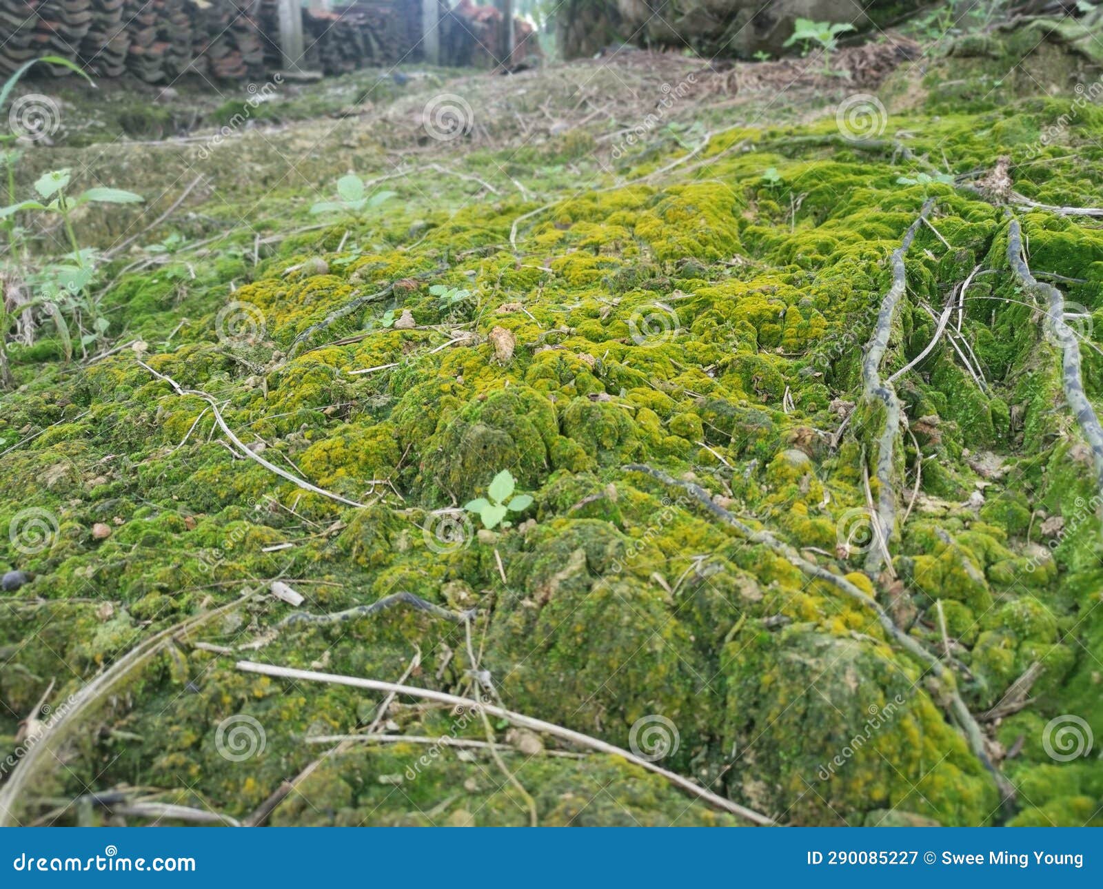 Green Mossy and Algae Growing on the Soil Surface. Stock Image - Image ...