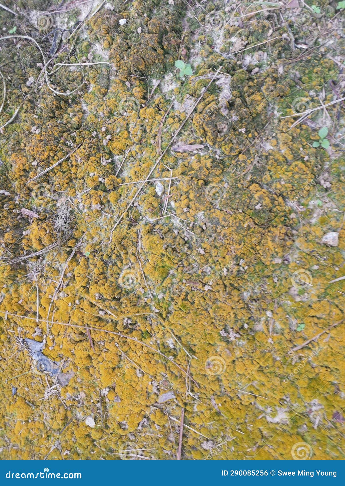 Green Mossy and Algae Growing on the Soil Surface. Stock Photo - Image ...