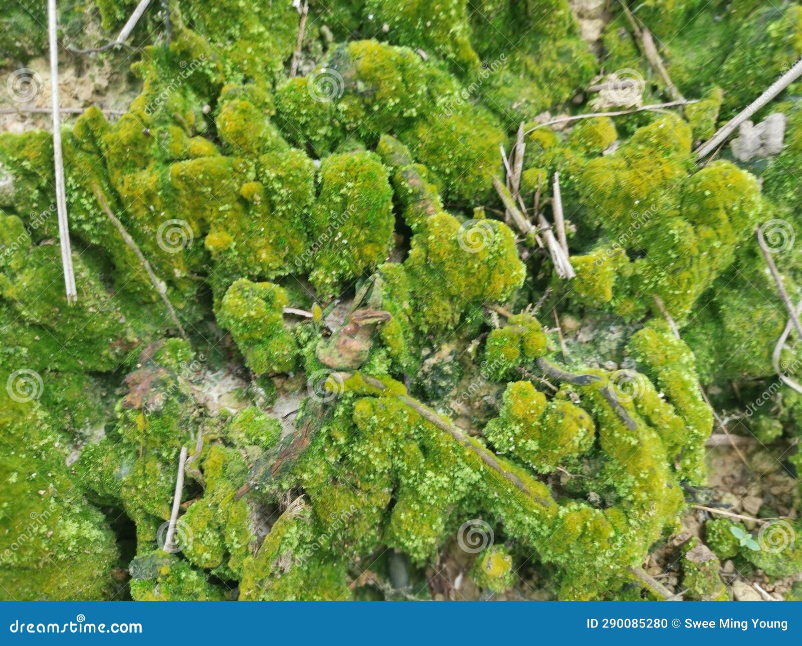 Green Mossy and Algae Growing on the Soil Surface. Stock Photo - Image ...
