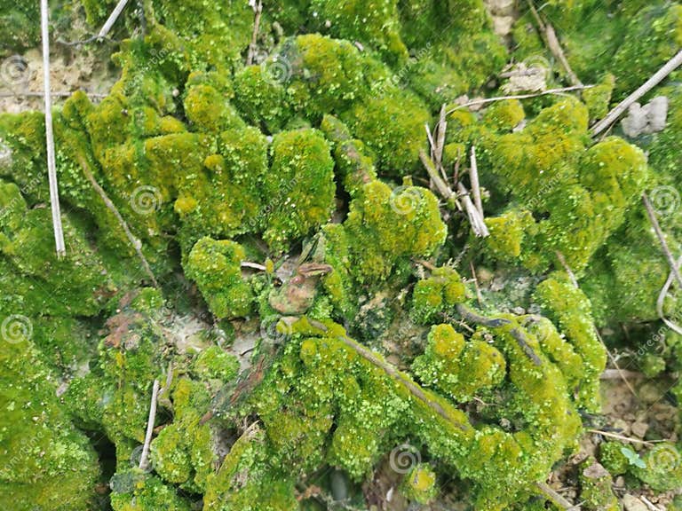Green Mossy and Algae Growing on the Soil Surface. Stock Photo - Image ...