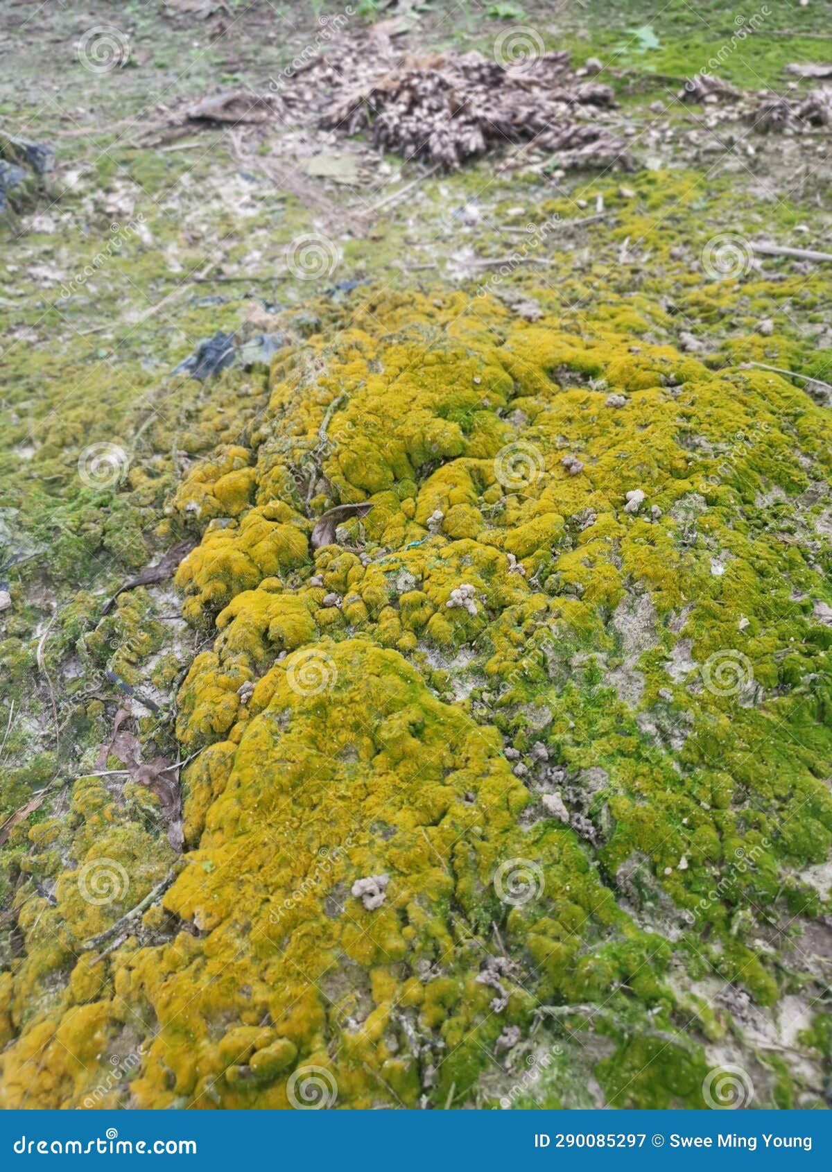 Green Mossy and Algae Growing on the Soil Surface. Stock Image - Image ...