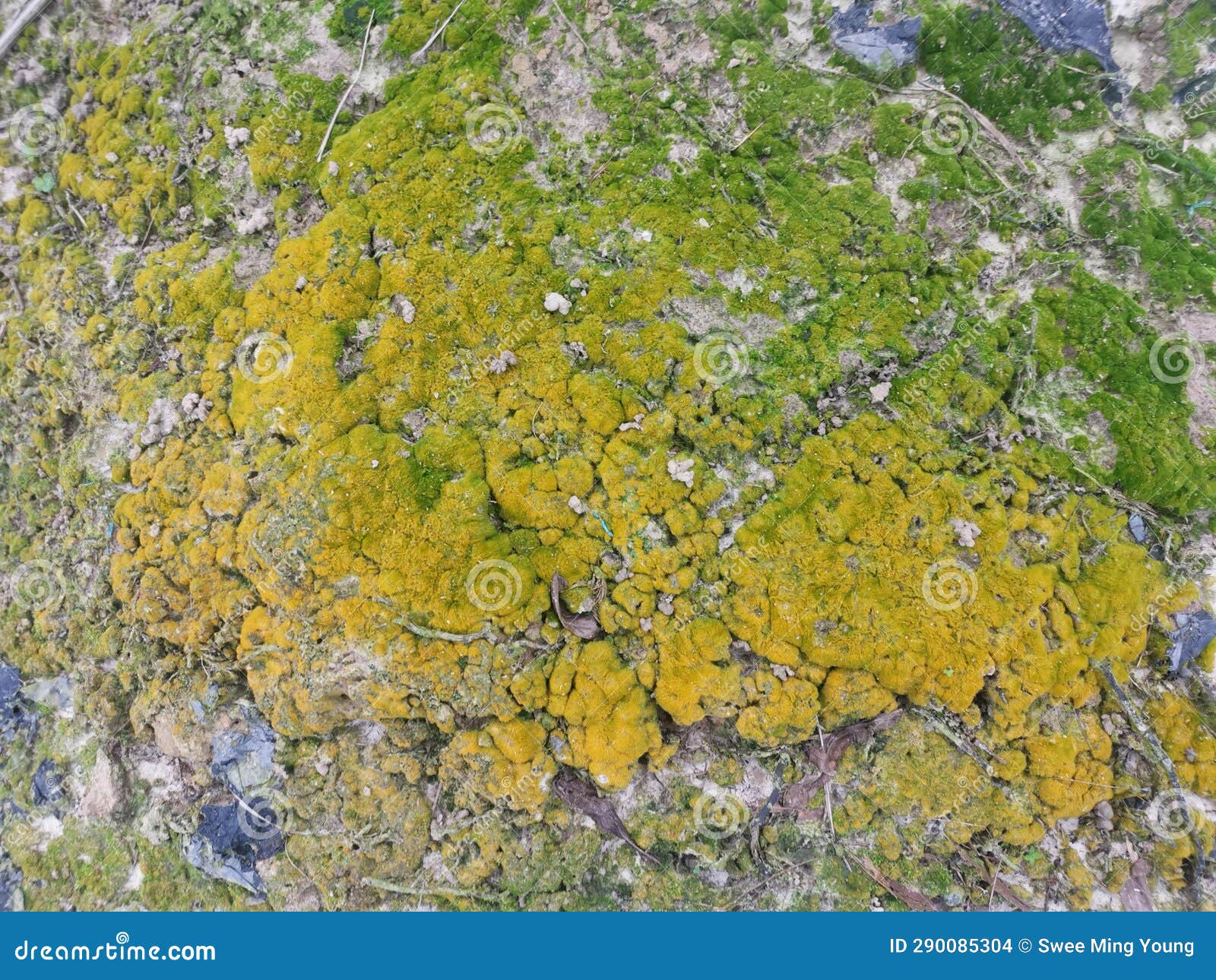 Green Mossy and Algae Growing on the Soil Surface. Stock Photo - Image ...