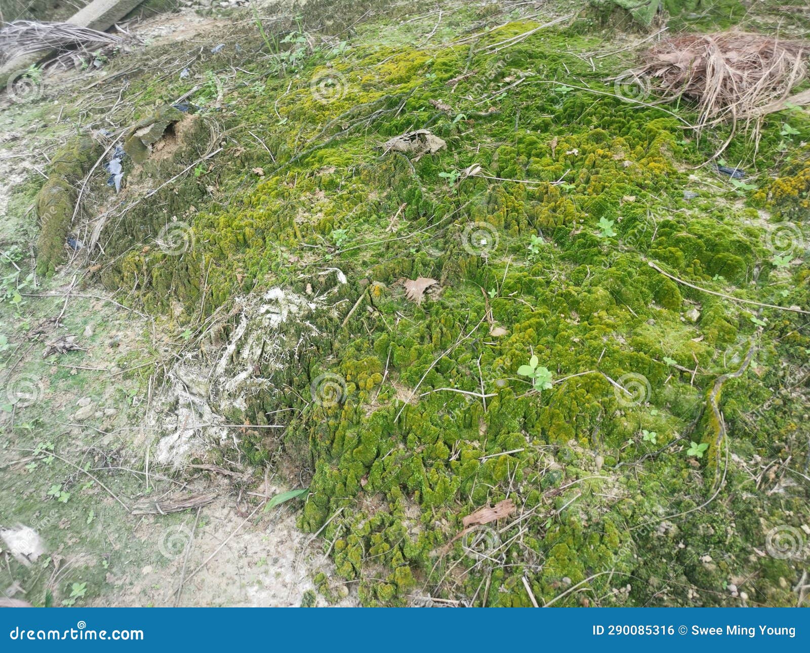 Green Mossy and Algae Growing on the Soil Surface. Stock Photo - Image ...