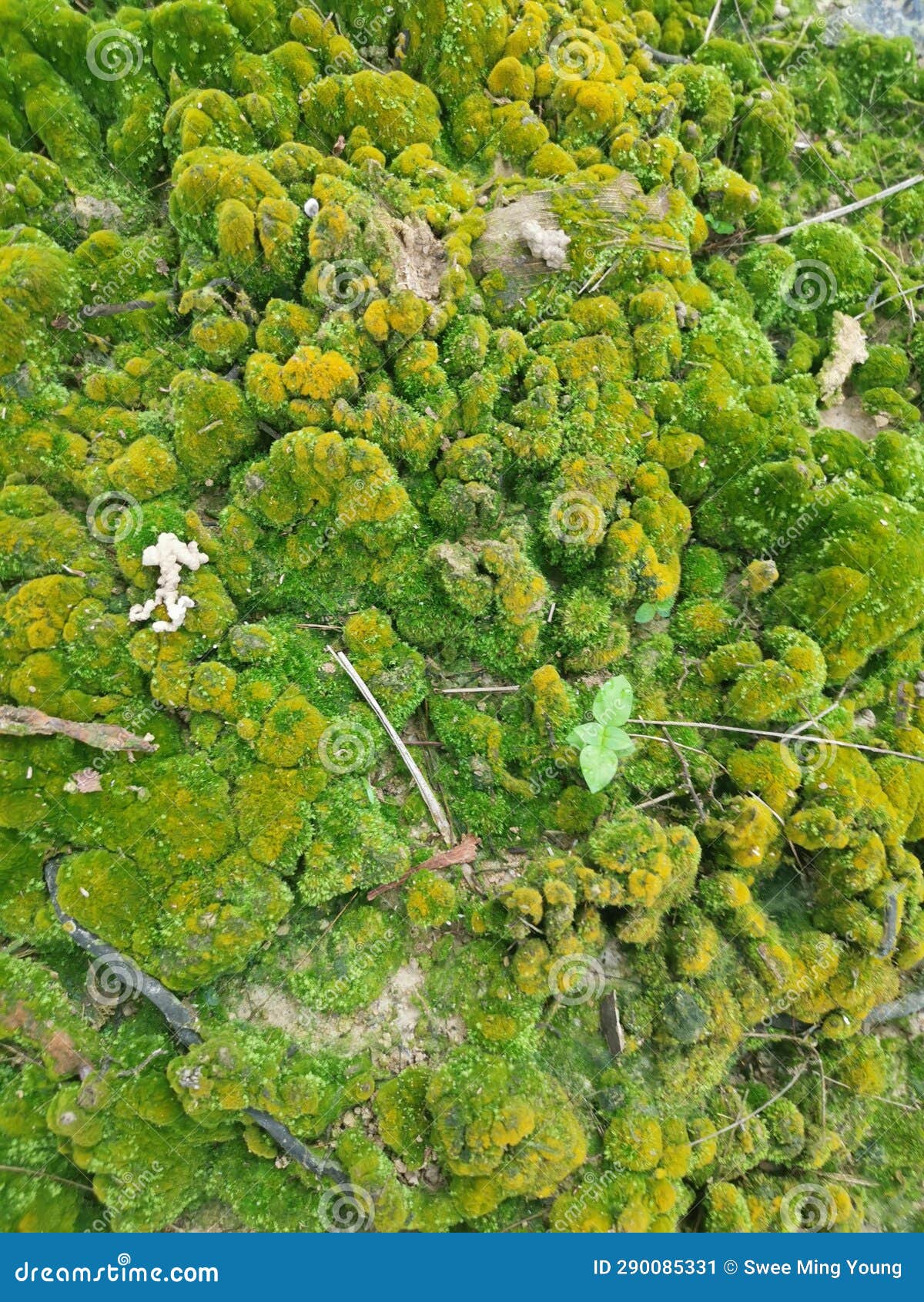 Green Mossy and Algae Growing on the Soil Surface. Stock Image - Image ...