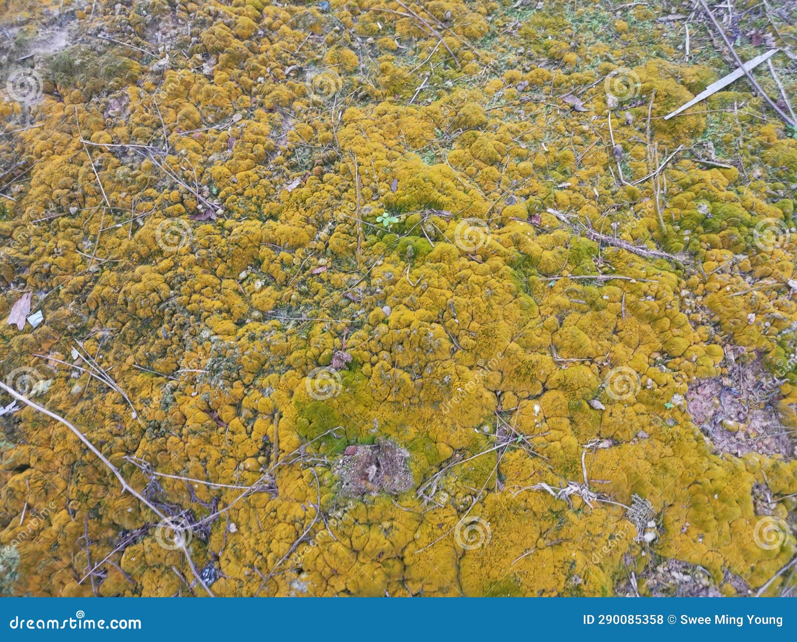 Green Mossy and Algae Growing on the Soil Surface. Stock Photo - Image ...