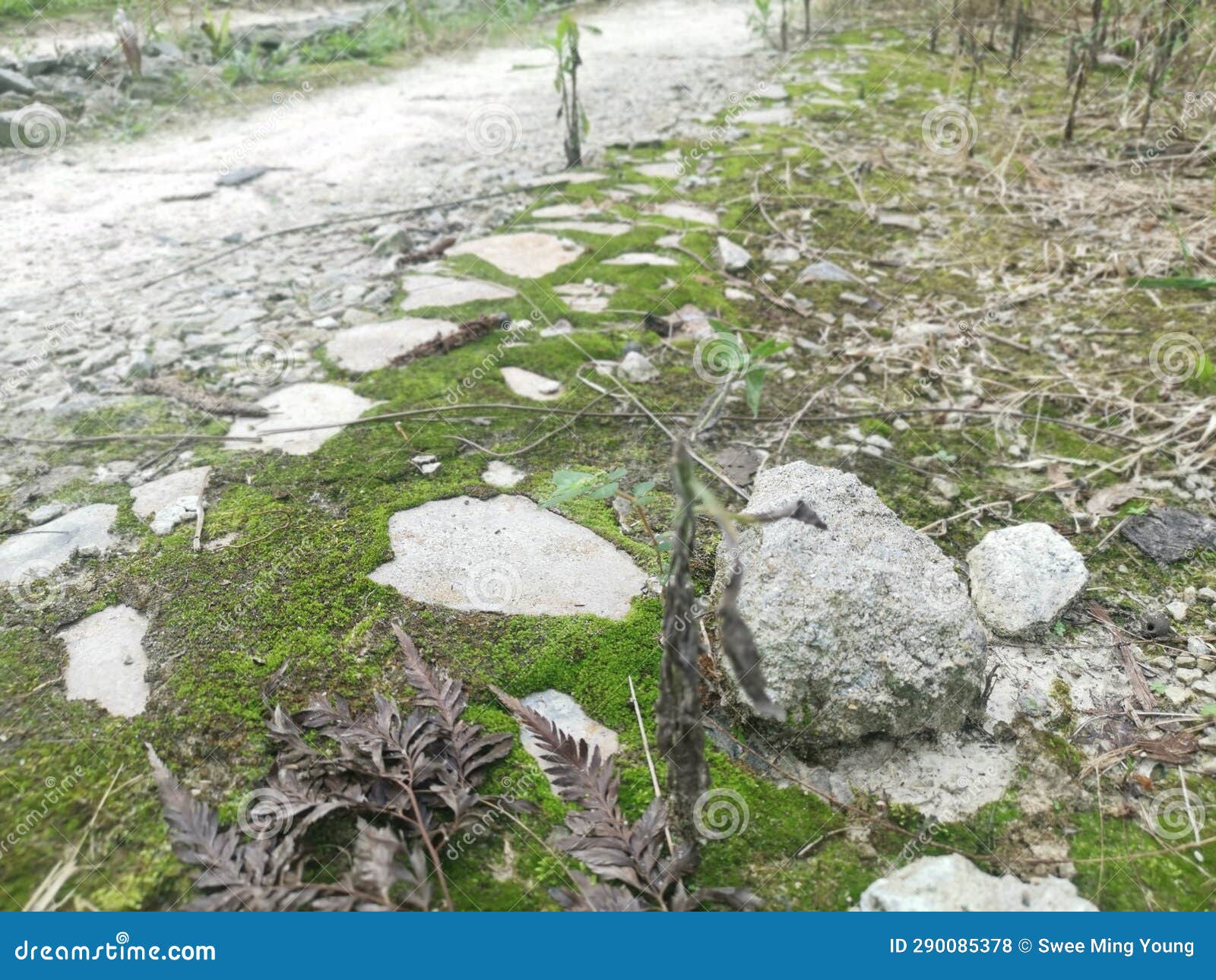 Green Mossy and Algae Growing on the Soil Surface. Stock Photo - Image ...