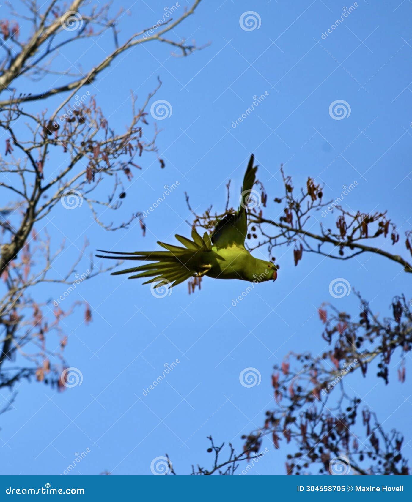 Parakeet in flight stock image. Image of flying, england - 304658705