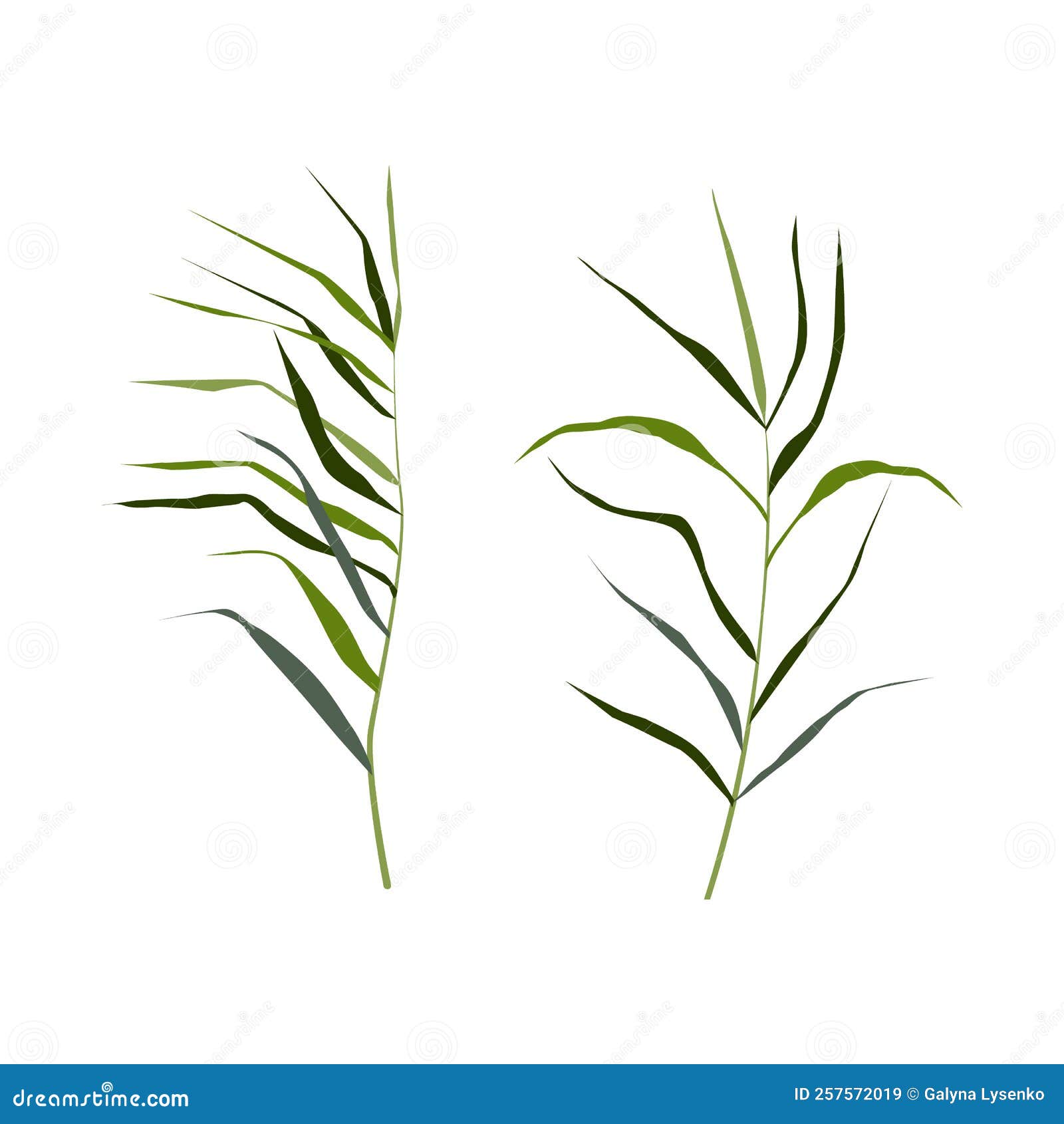 Image of a Green Reed or Bulrush on a White Background.Isolated Vector ...