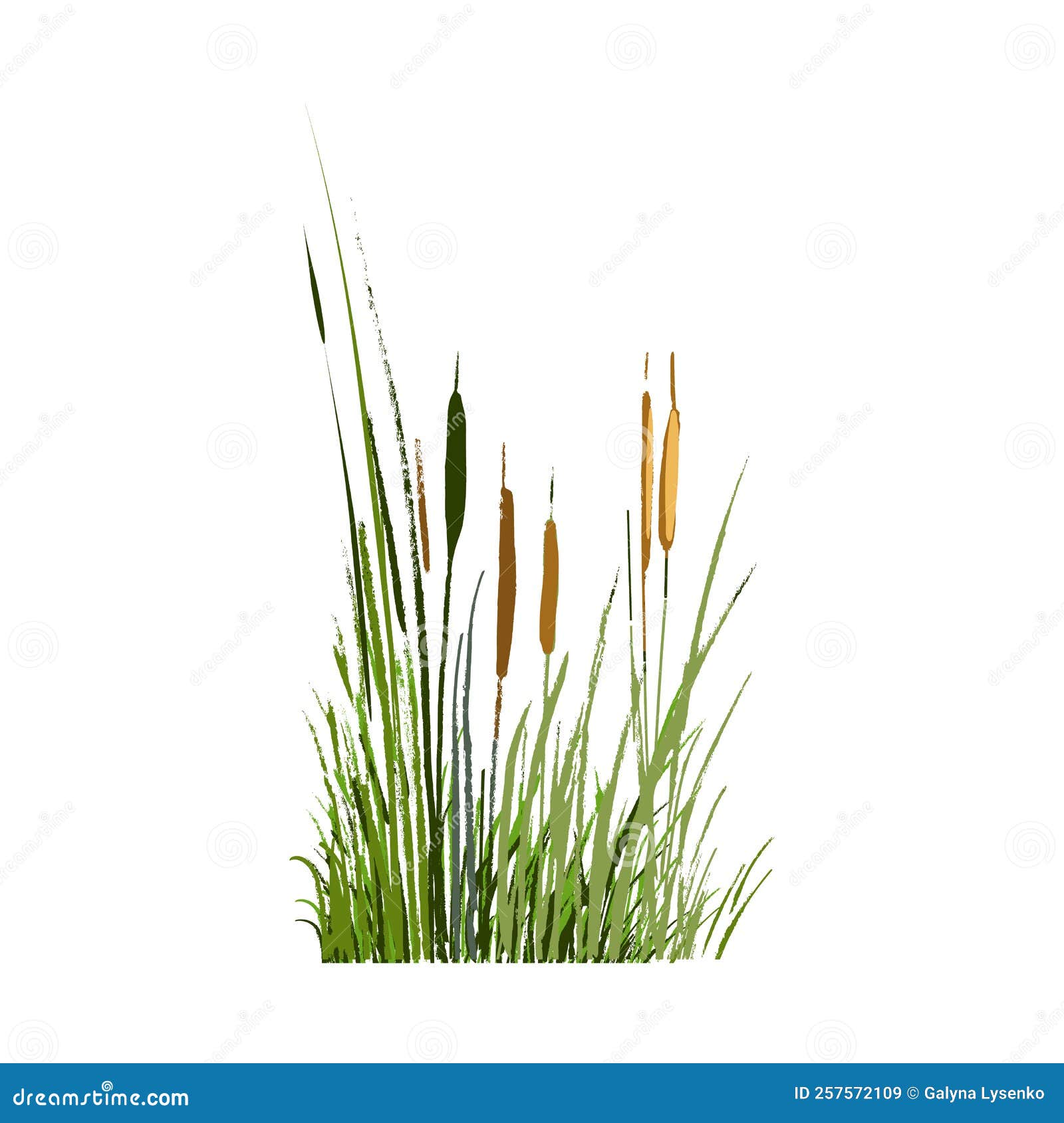 Image of a Green Reed or Bulrush on a White Background.Isolated Vector ...