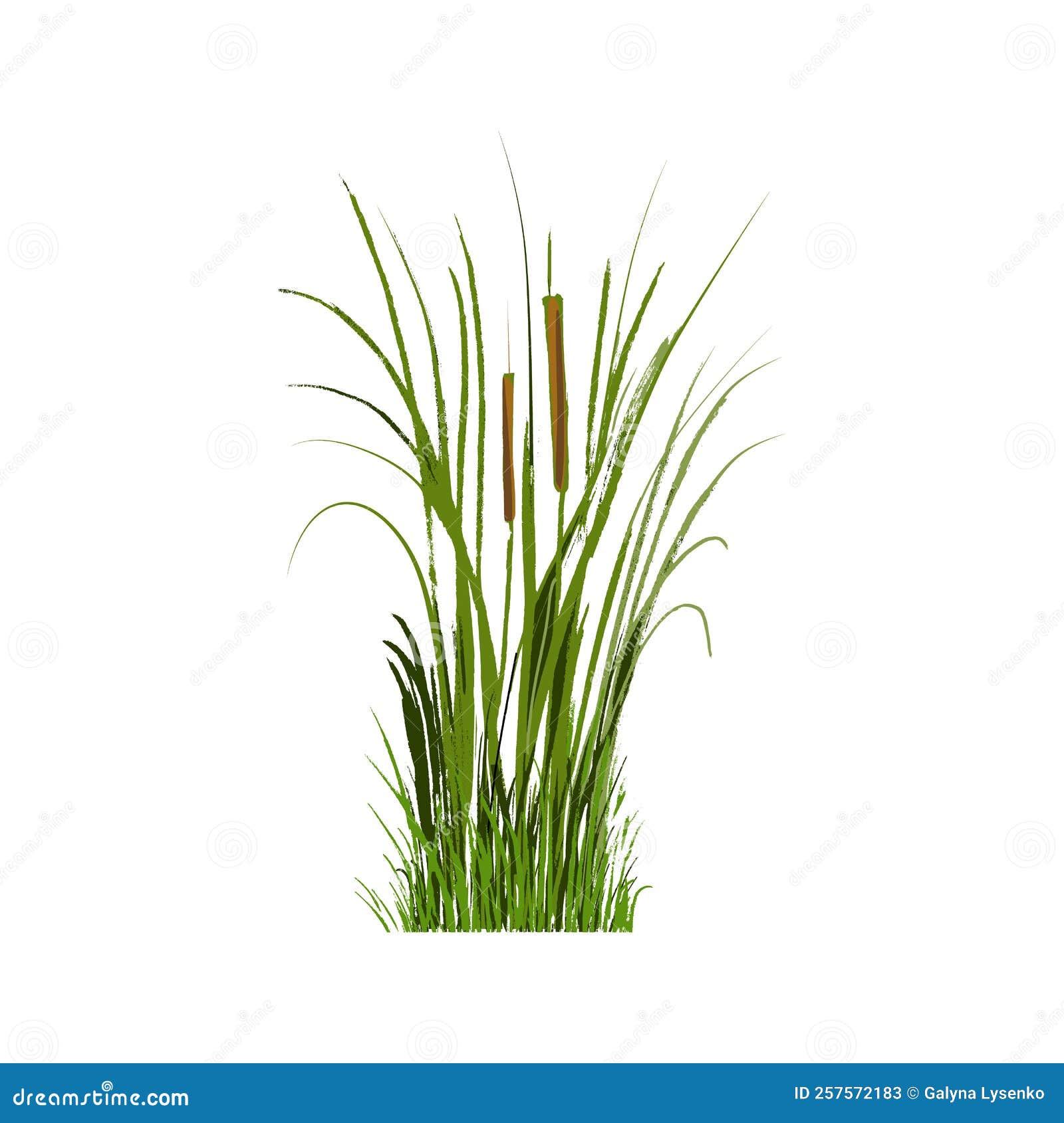 Image of a Green Reed or Bulrush on a White Background.Isolated Vector ...