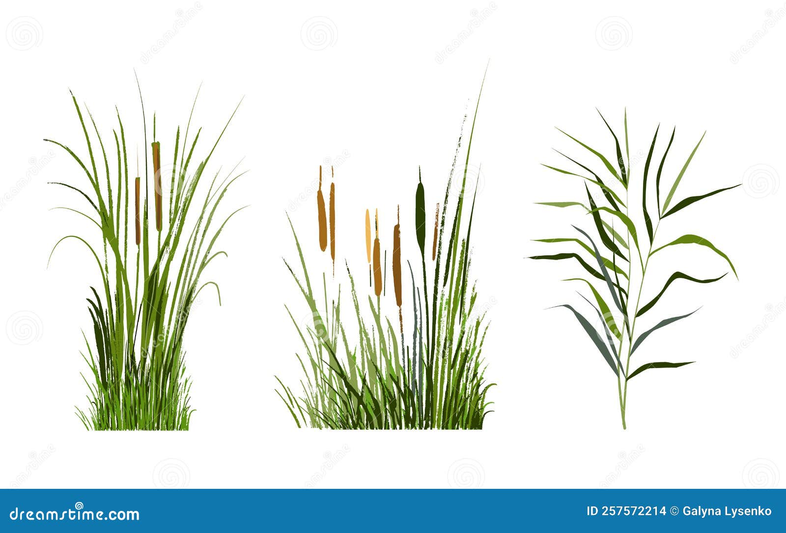 Image of a Green Reed or Bulrush on a White Background.Isolated Vector ...