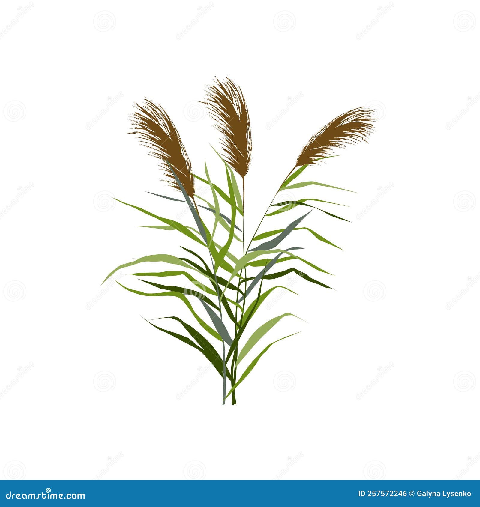 Image of a Green Reed or Bulrush on a White Background.Isolated Vector ...