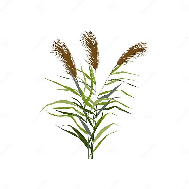 Image of a Green Reed or Bulrush on a White Background.Isolated Vector ...