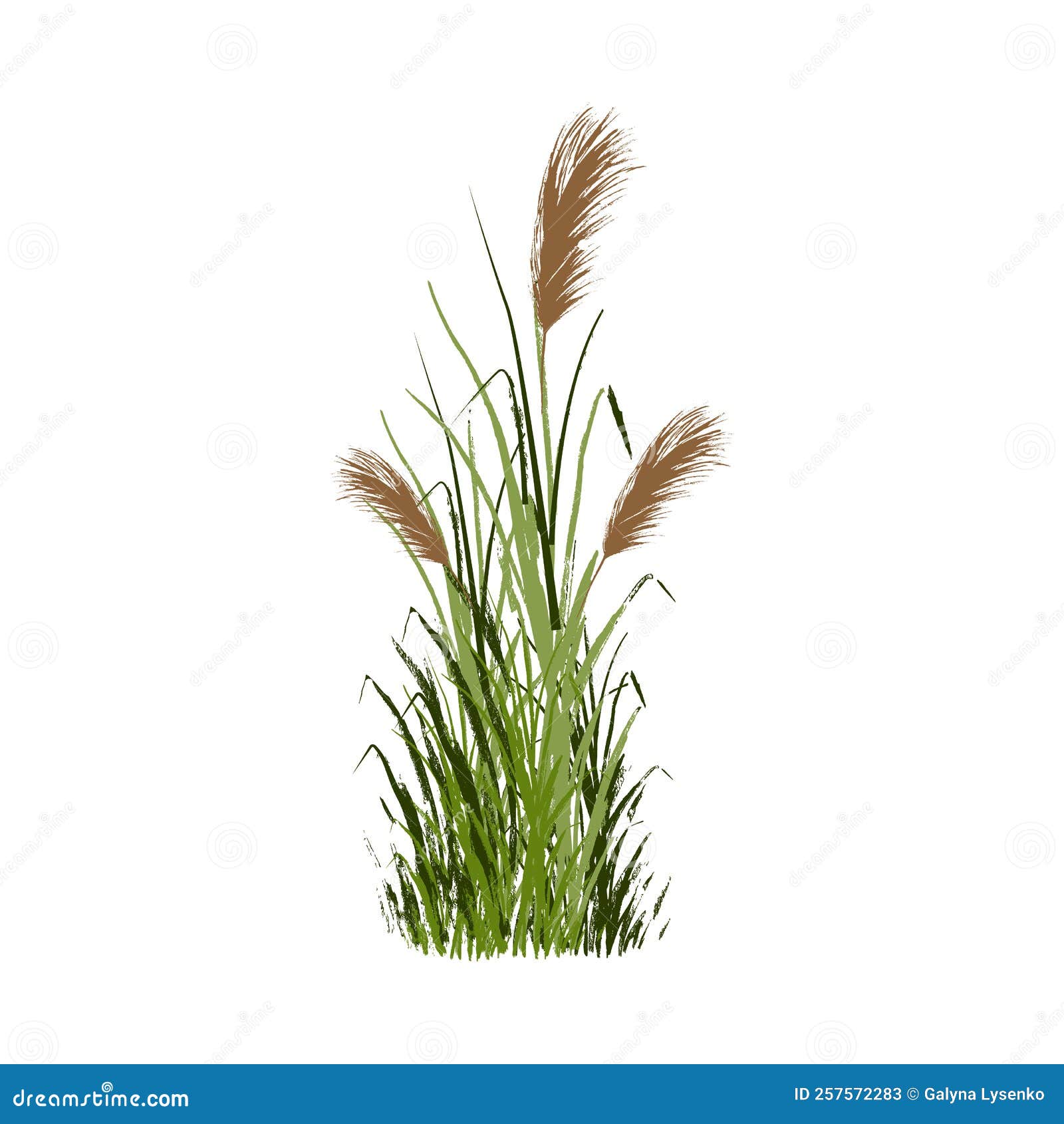 Image of a Green Reed or Bulrush on a White Background.Isolated Vector ...