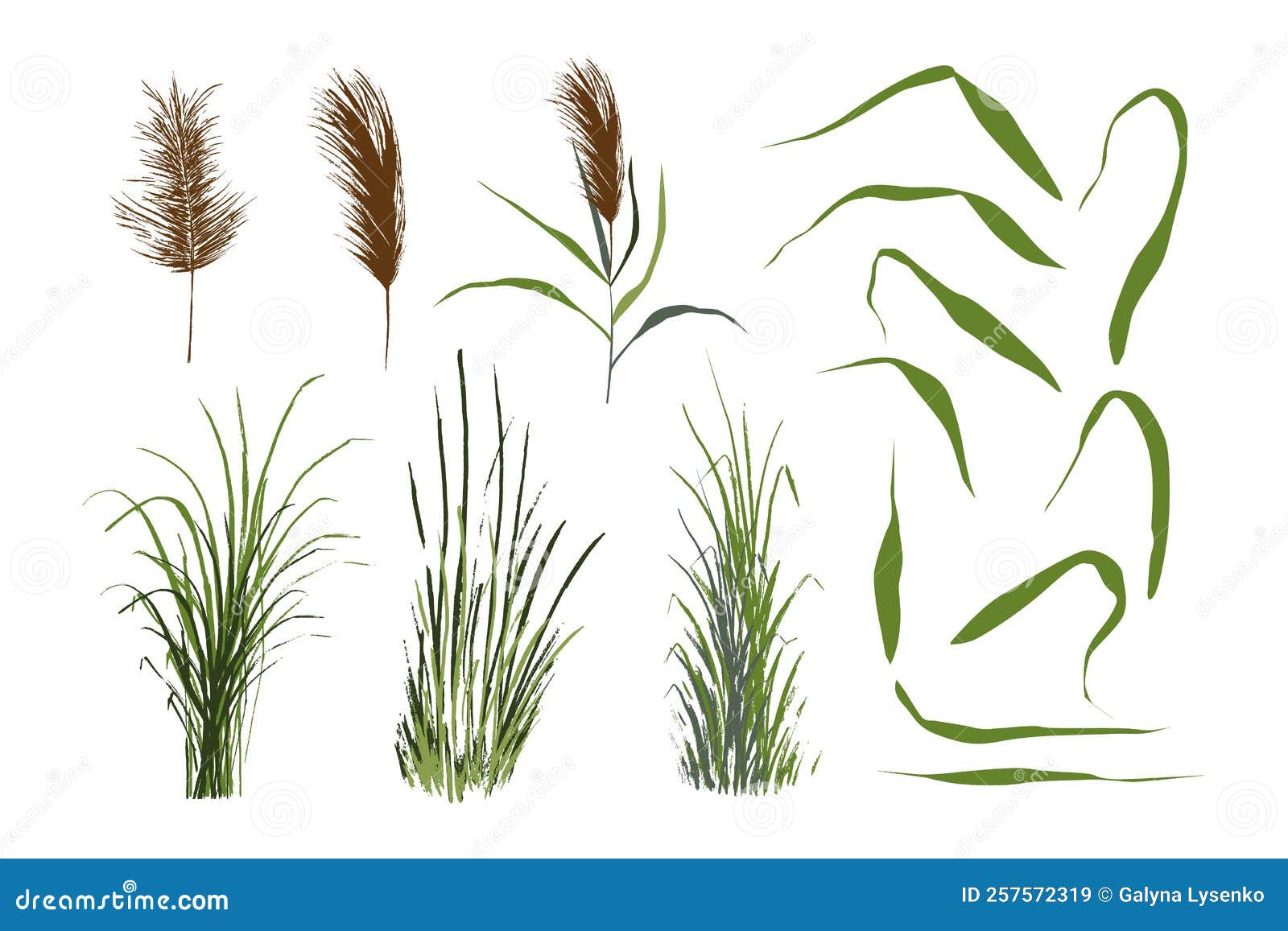 Image of a Green Reed or Bulrush on a White Background.Isolated Vector ...
